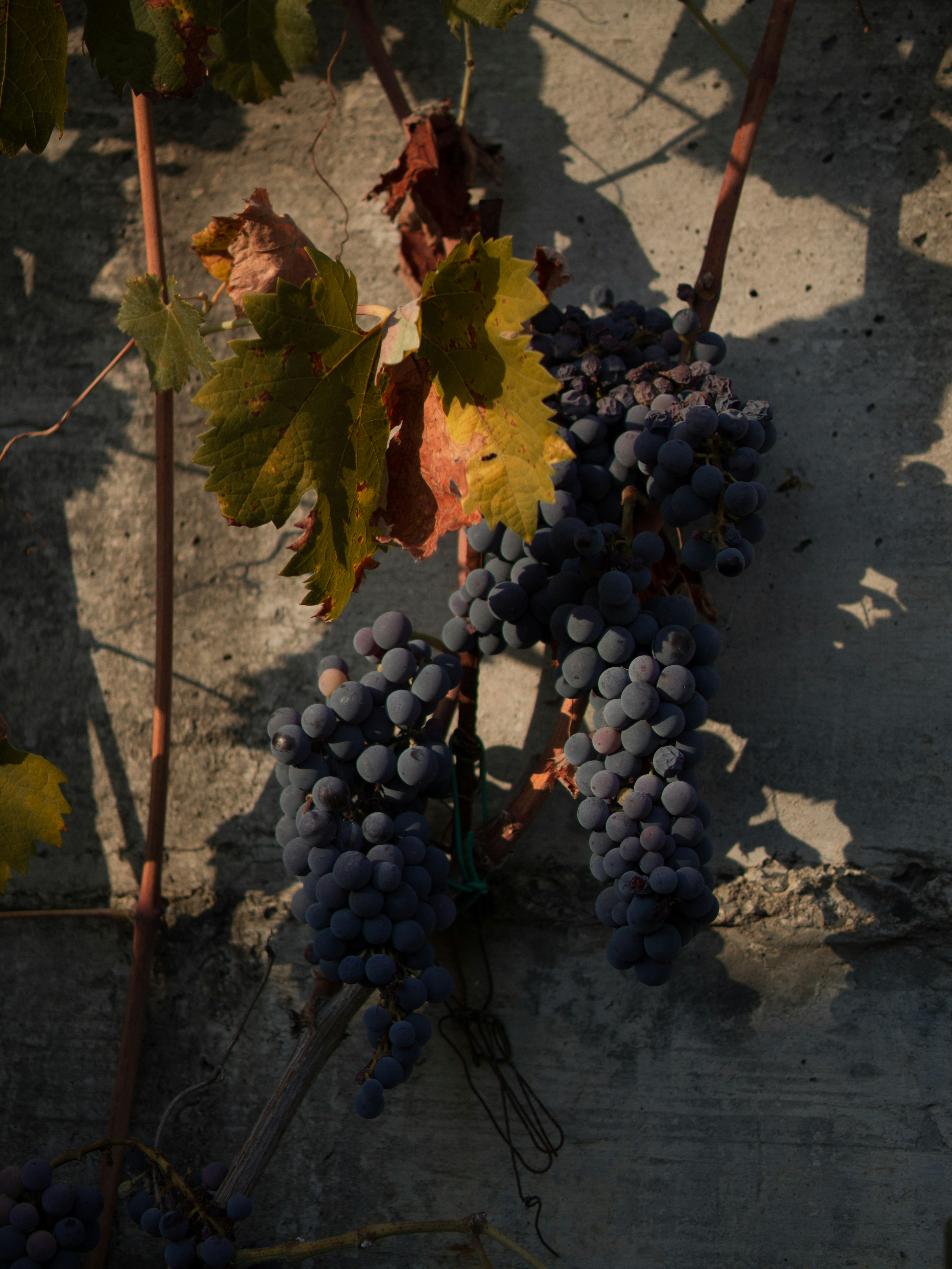 Dark grapes hang on a vine against a wall