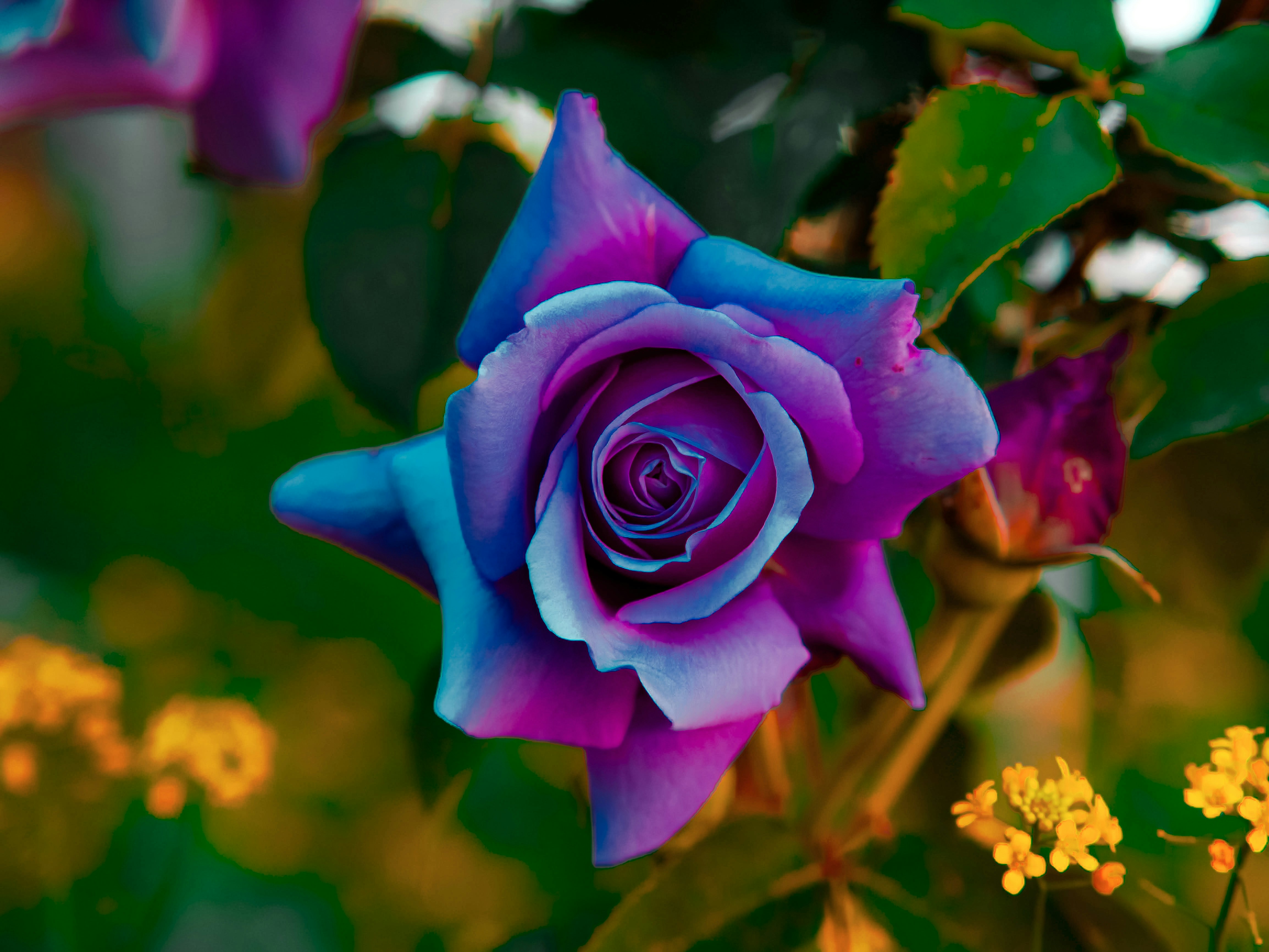 Midnight Bloom: A Violet Rose in Neon Light