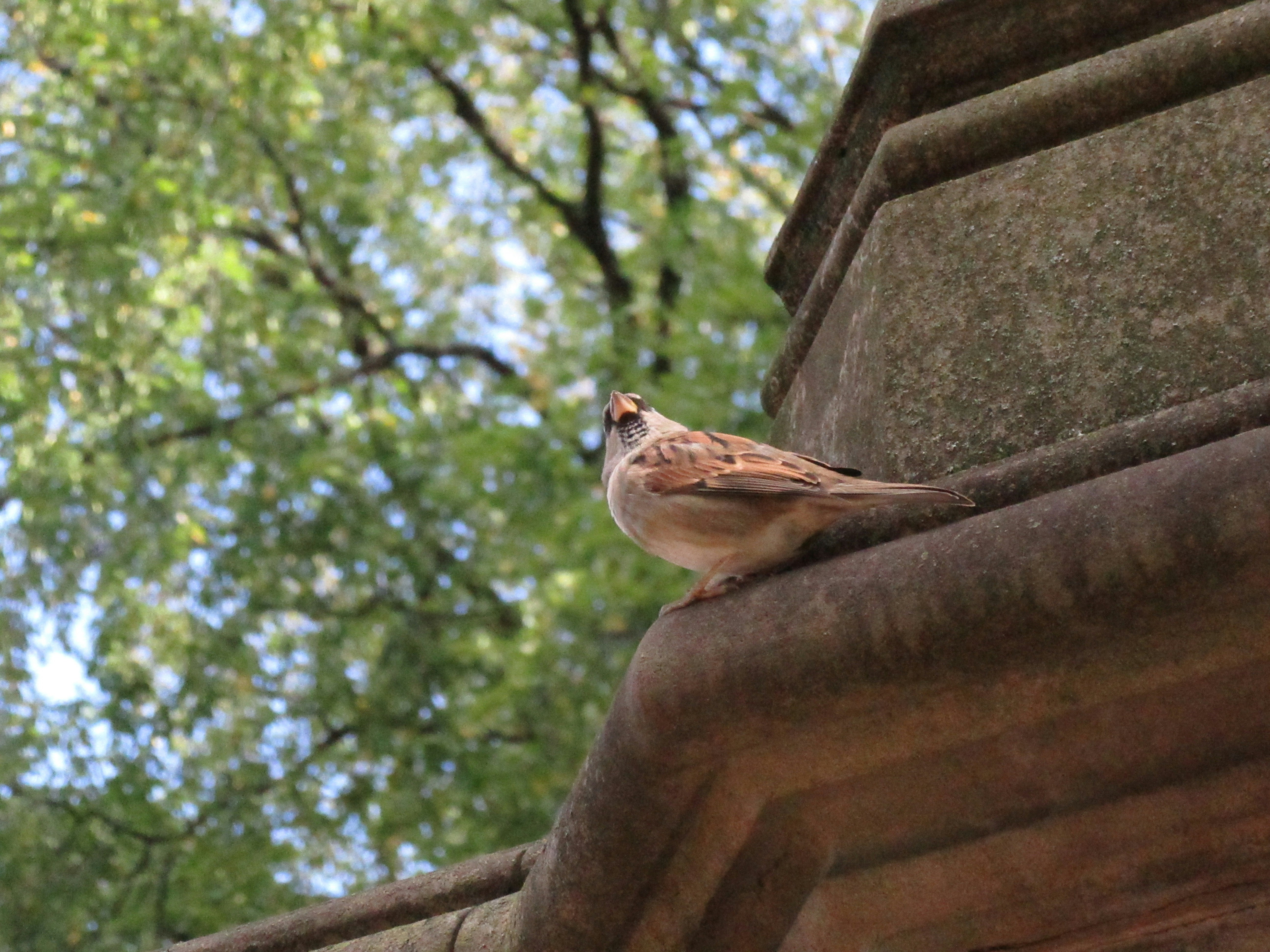 A house sparrow perched on a concrete railing
