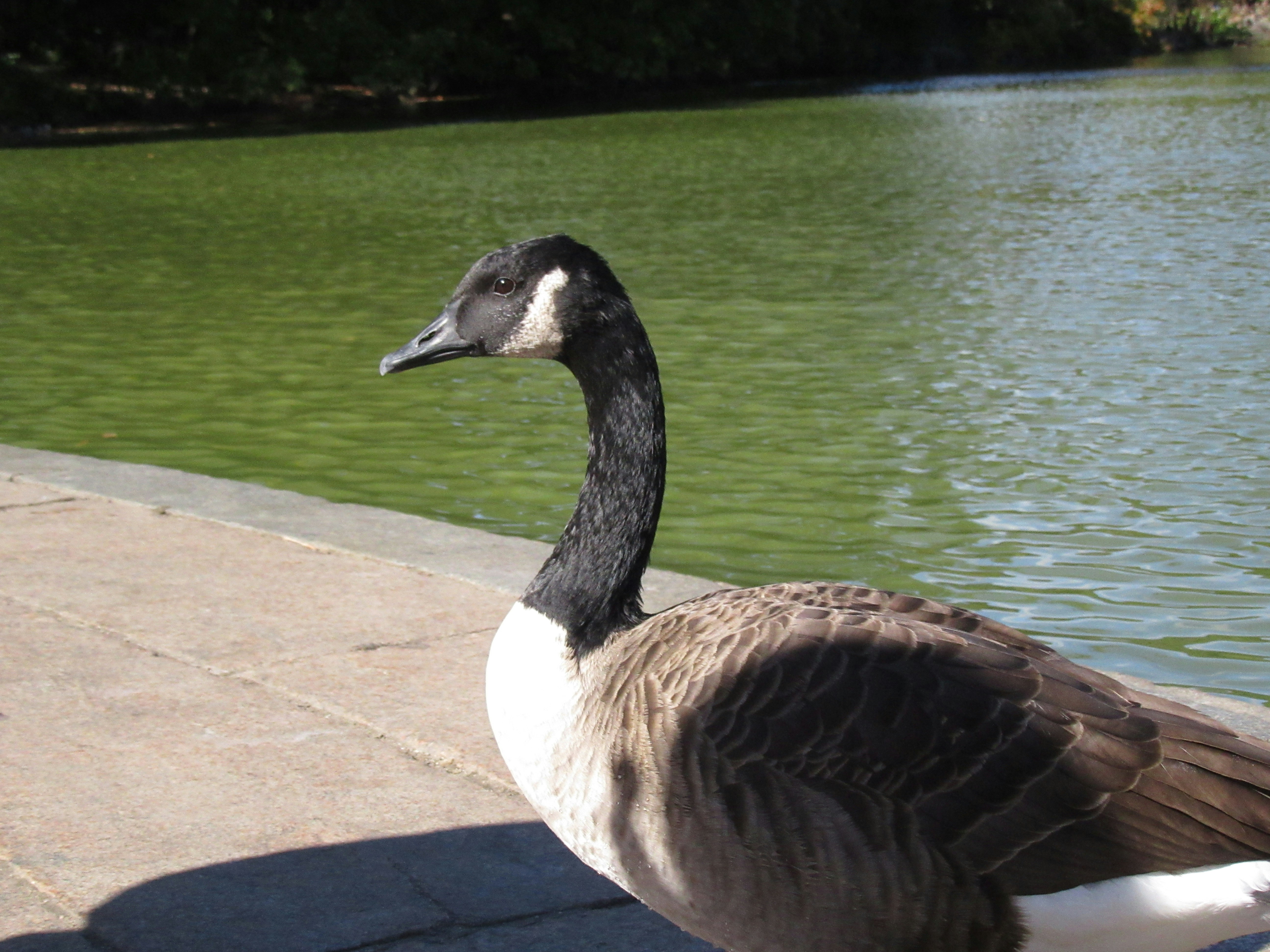 A goose standing at the edge of a pond