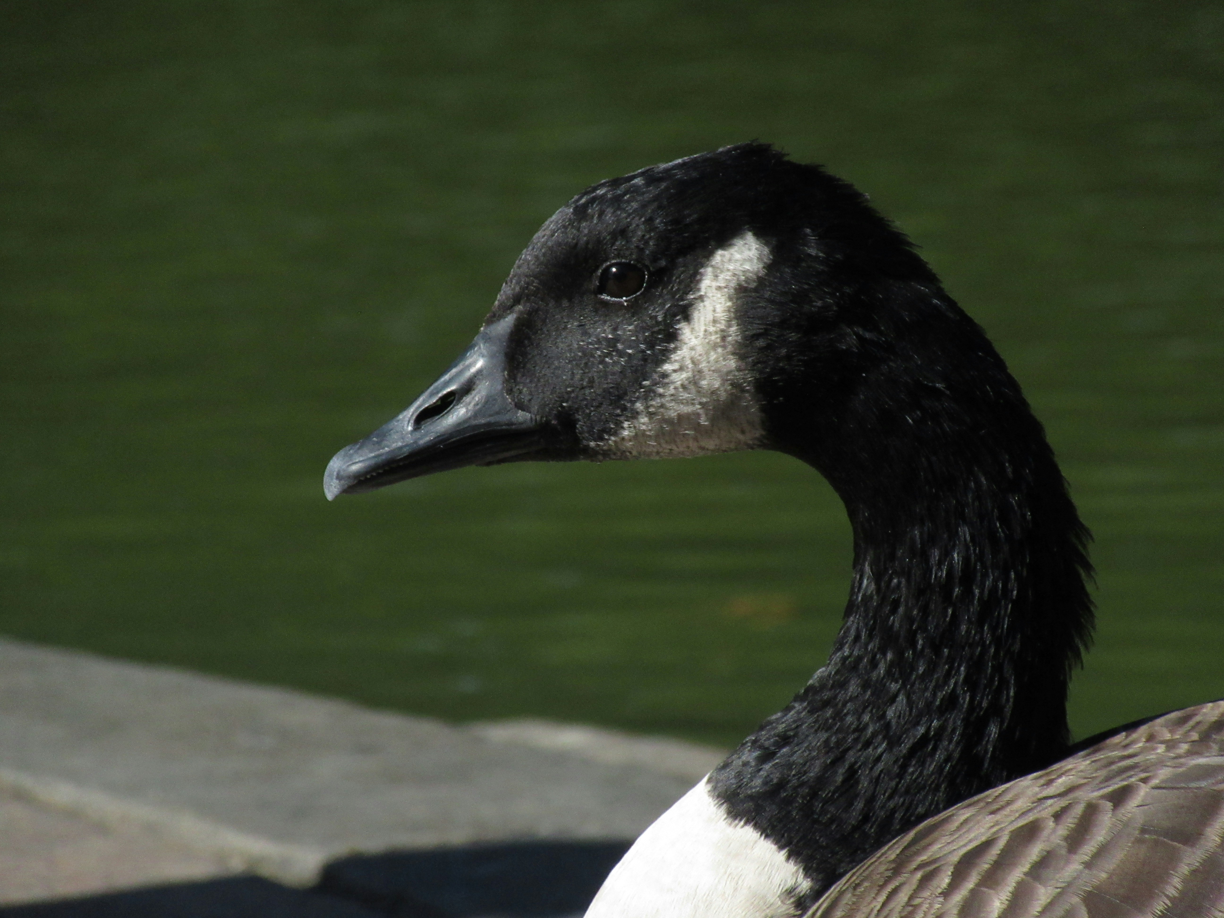 A goose standing at the edge of a pond
