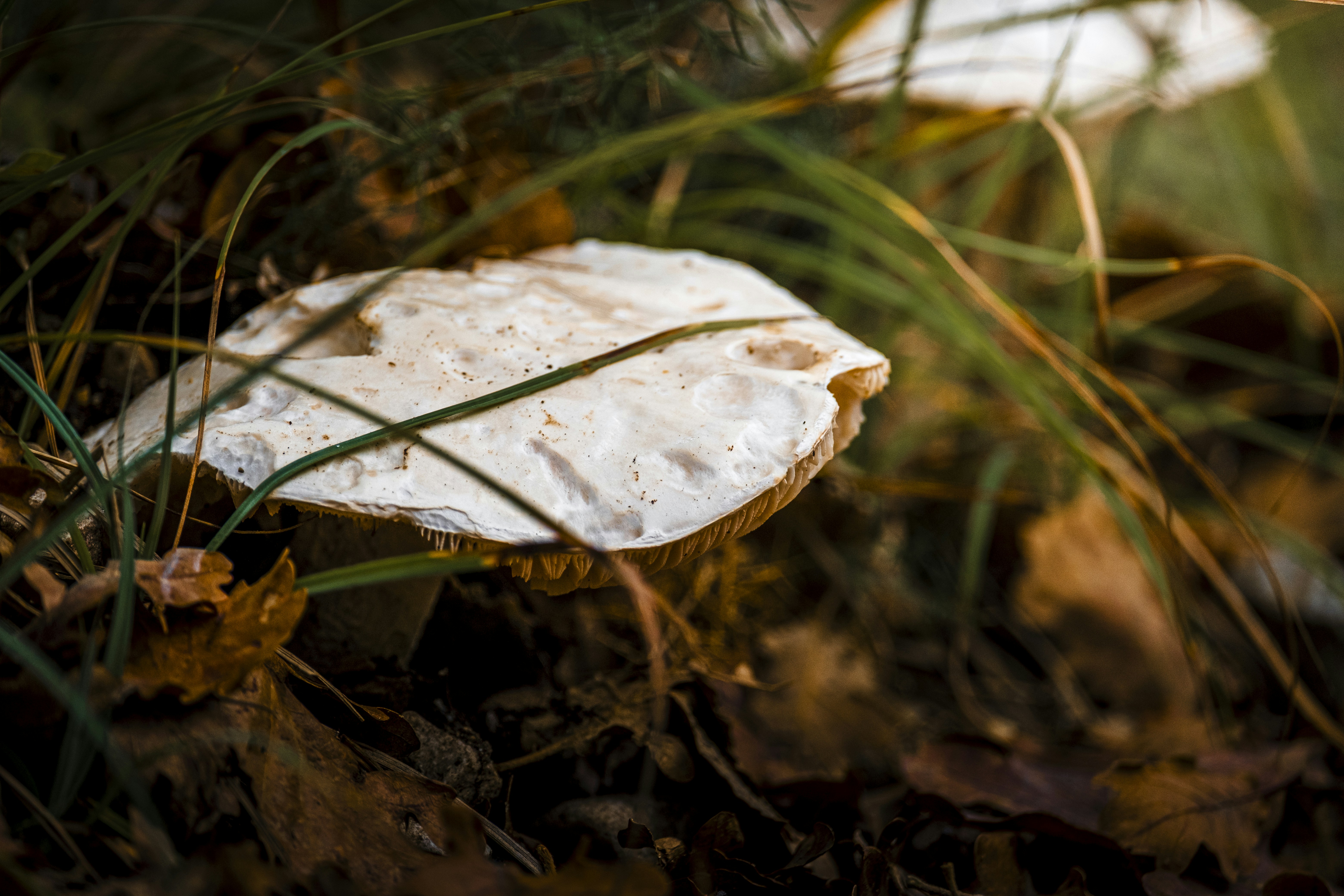 Cap in the Leaves: a solitary white mushroom on a forest floor