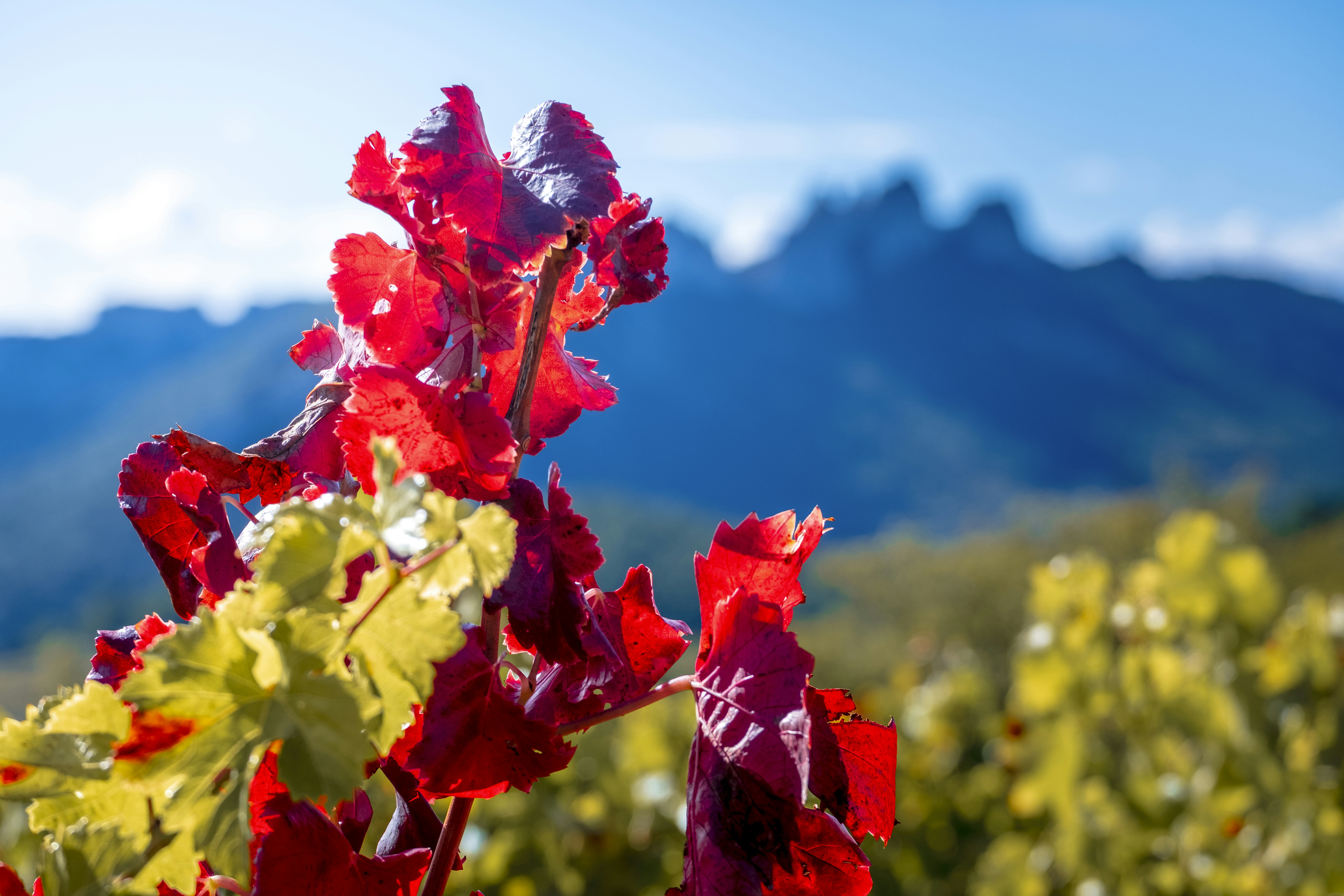 Crimson Leaves Against an Alpine Blue Backdrop