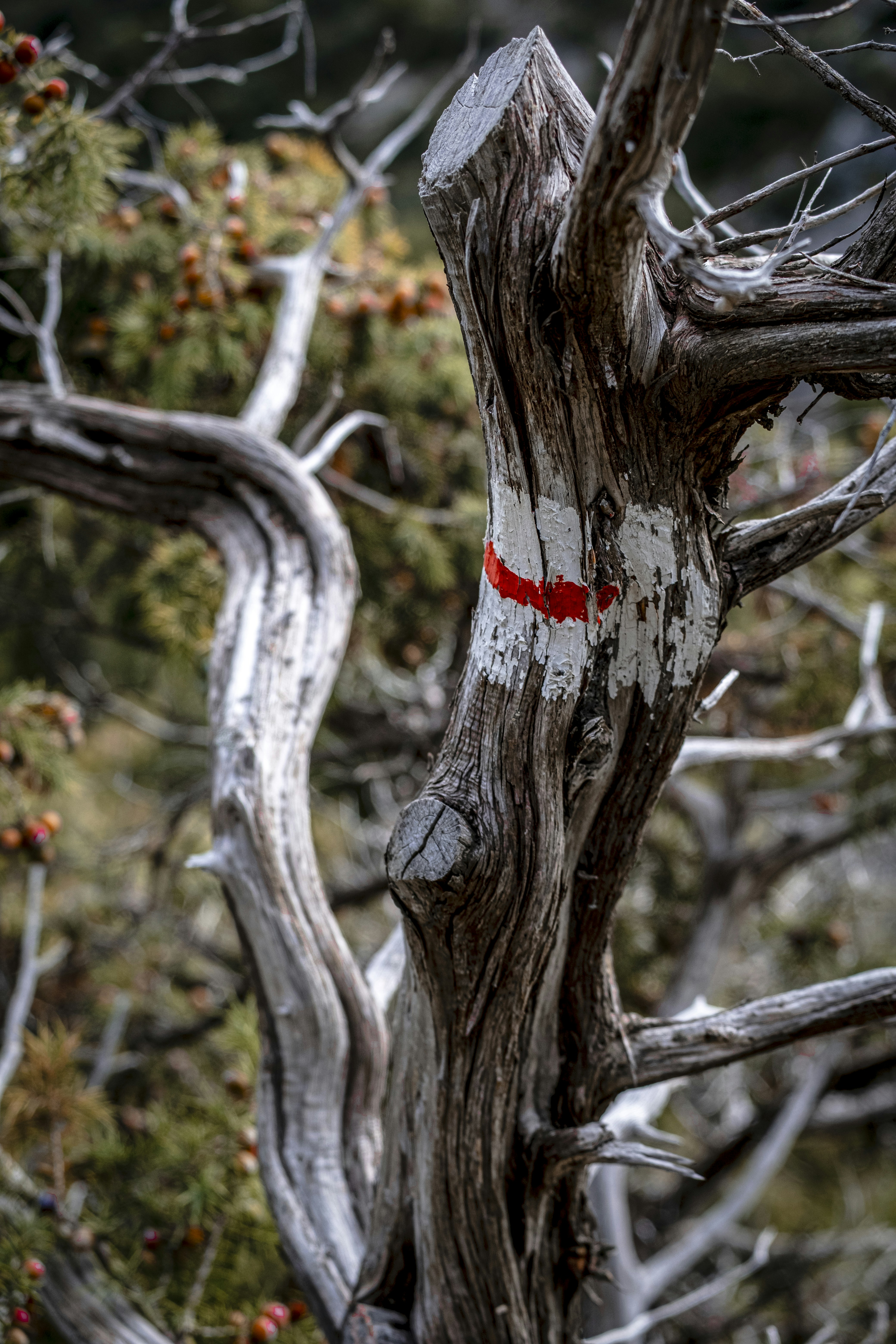 Red Stripe on Weathered Bark: A Quiet Trail Marker Among Twisted Branches