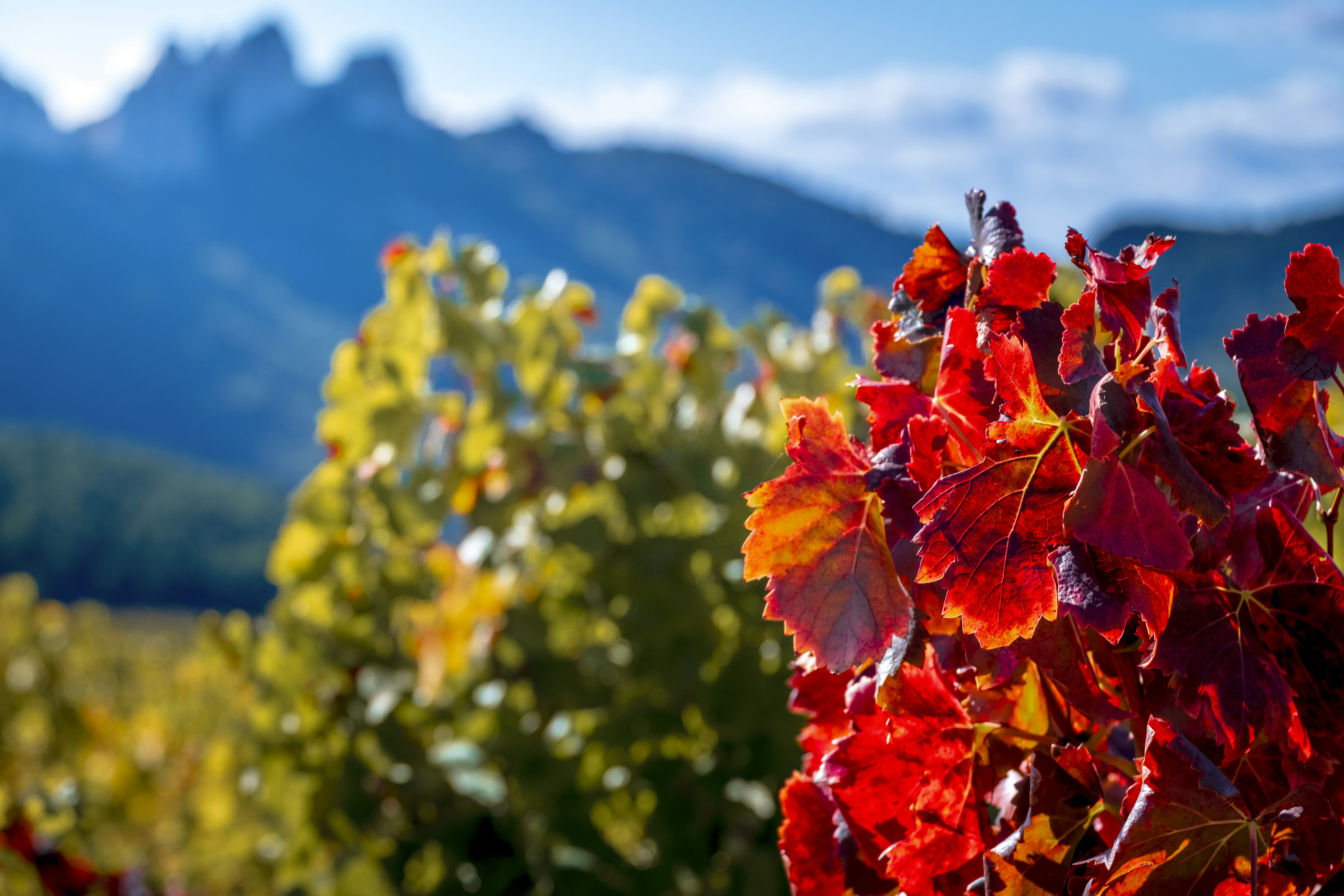 Scarlet Leaves at the Edge of the Ridge