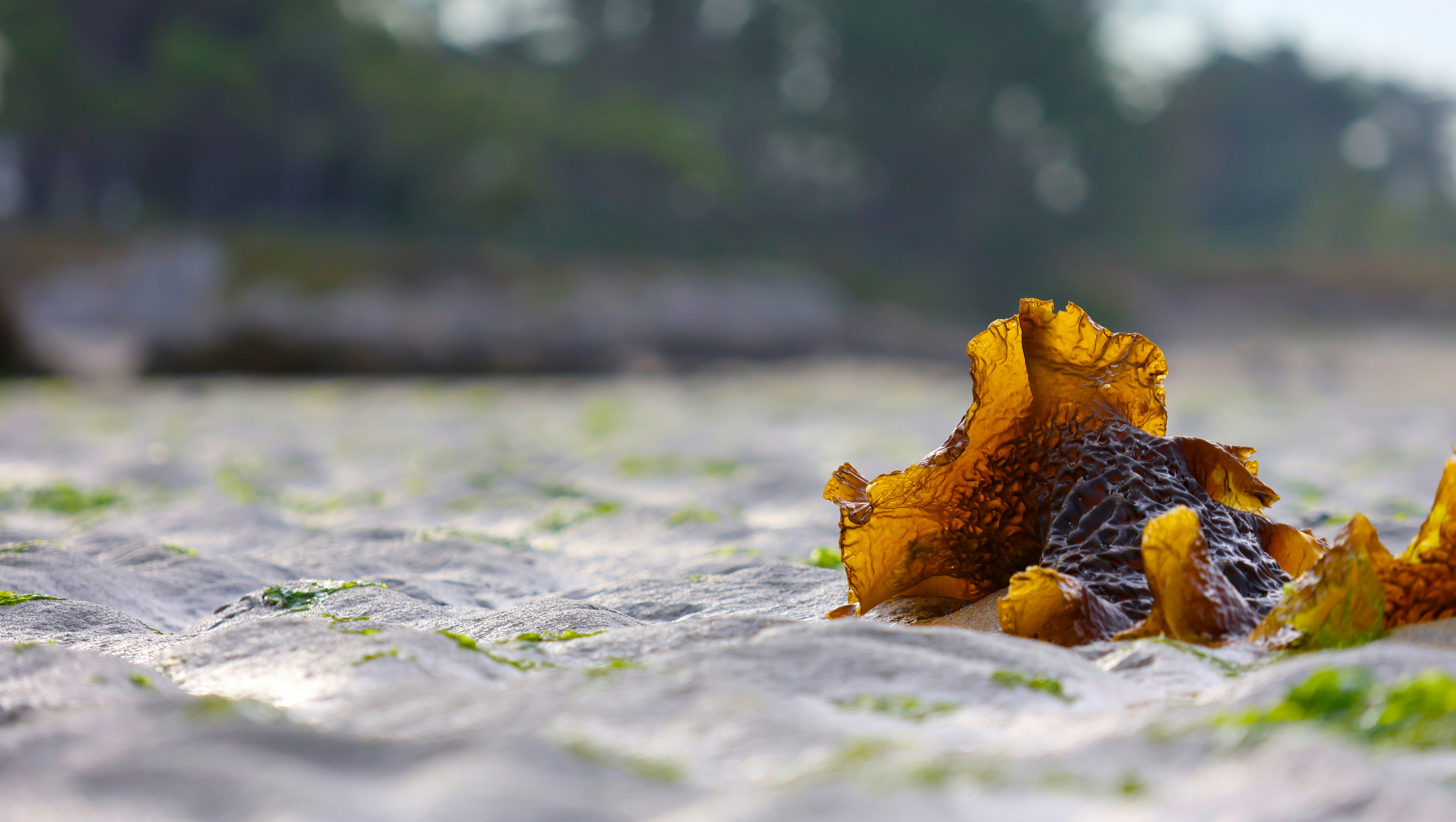 Autumn Leaf in Morning Tide