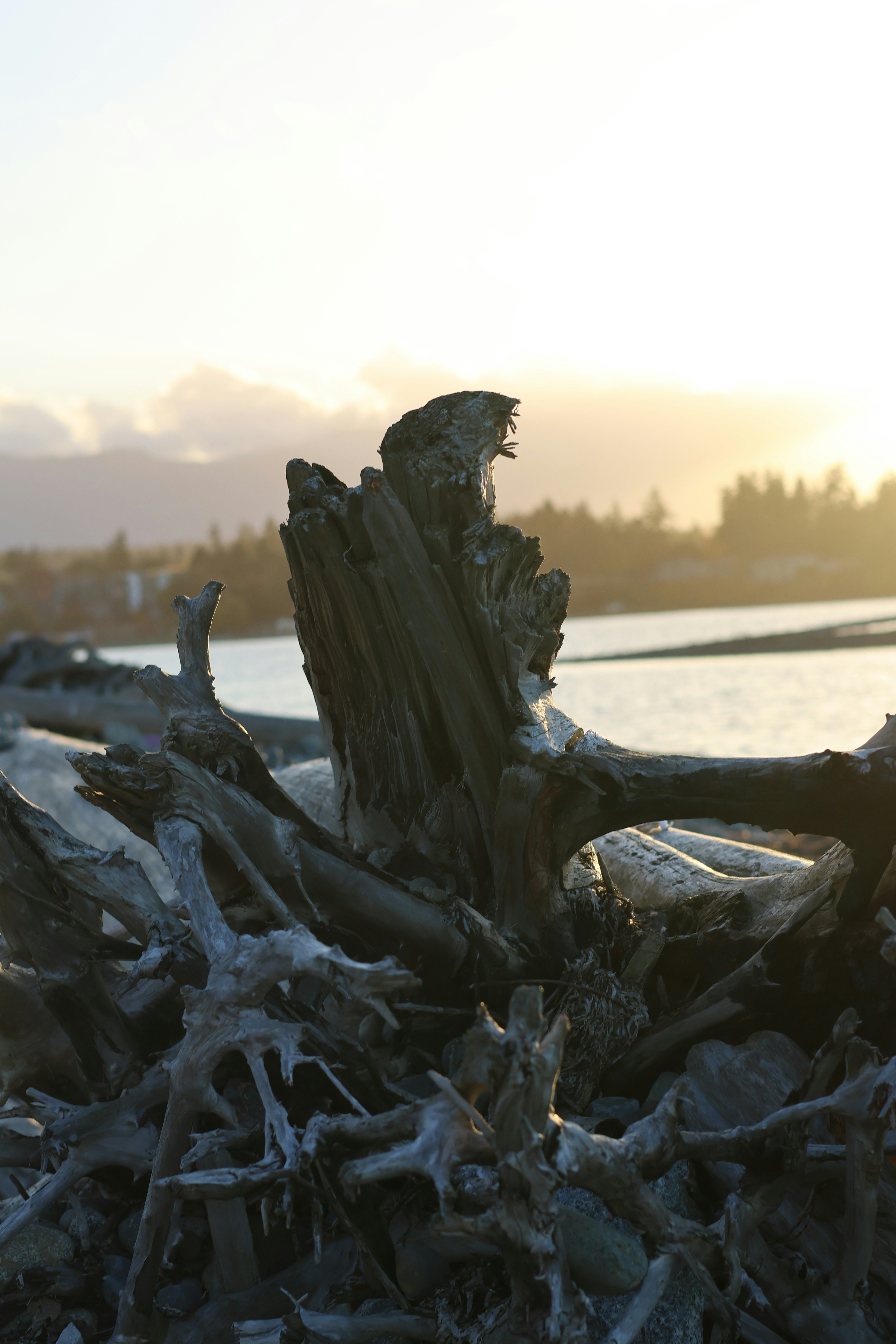 Driftwood Cathedral at Sunset