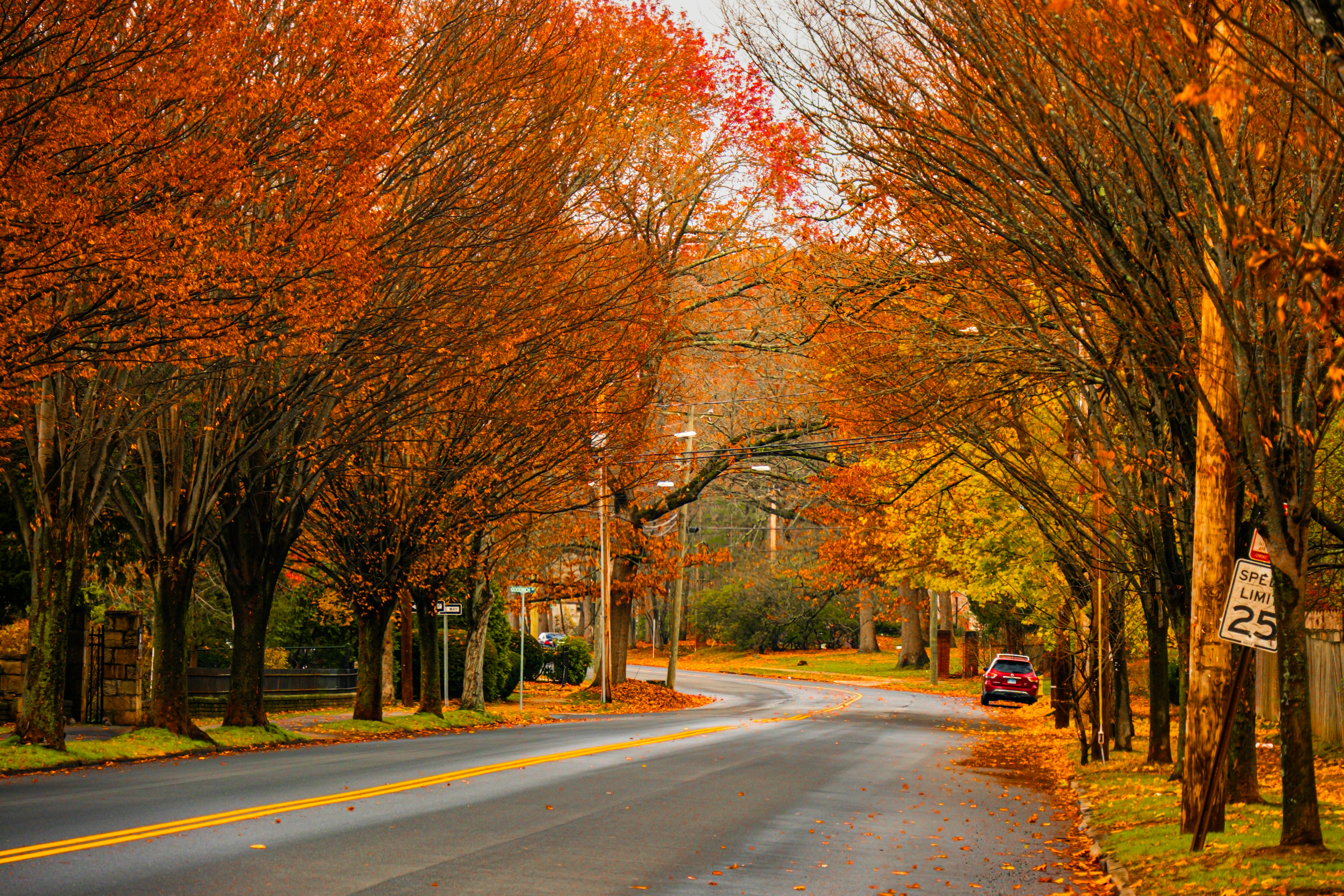 Autumn Avenue: A Winding Road Through Copper Canopies
