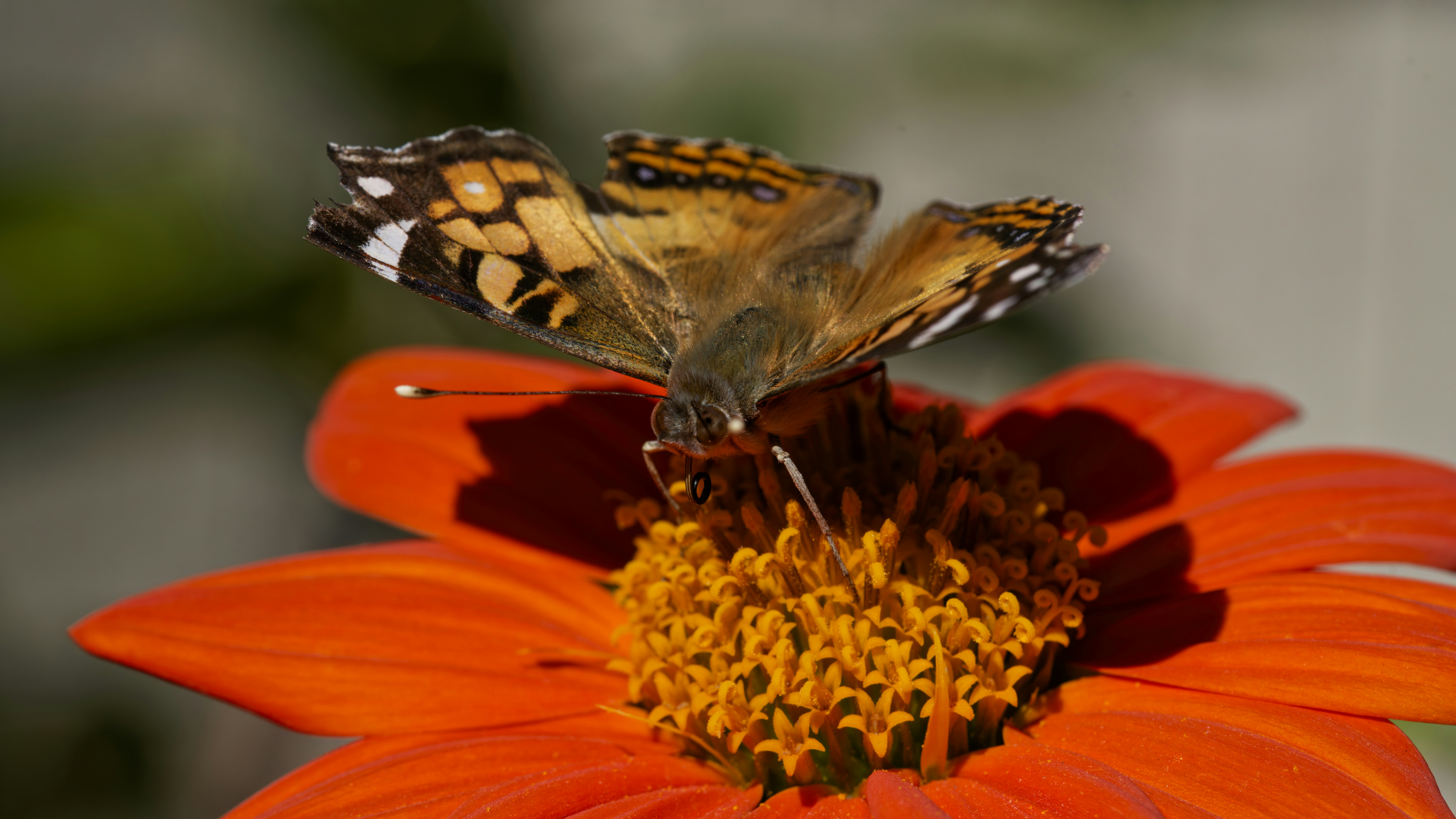 Butterfly on a Fiery Bloom: A Moment of Color and Texture