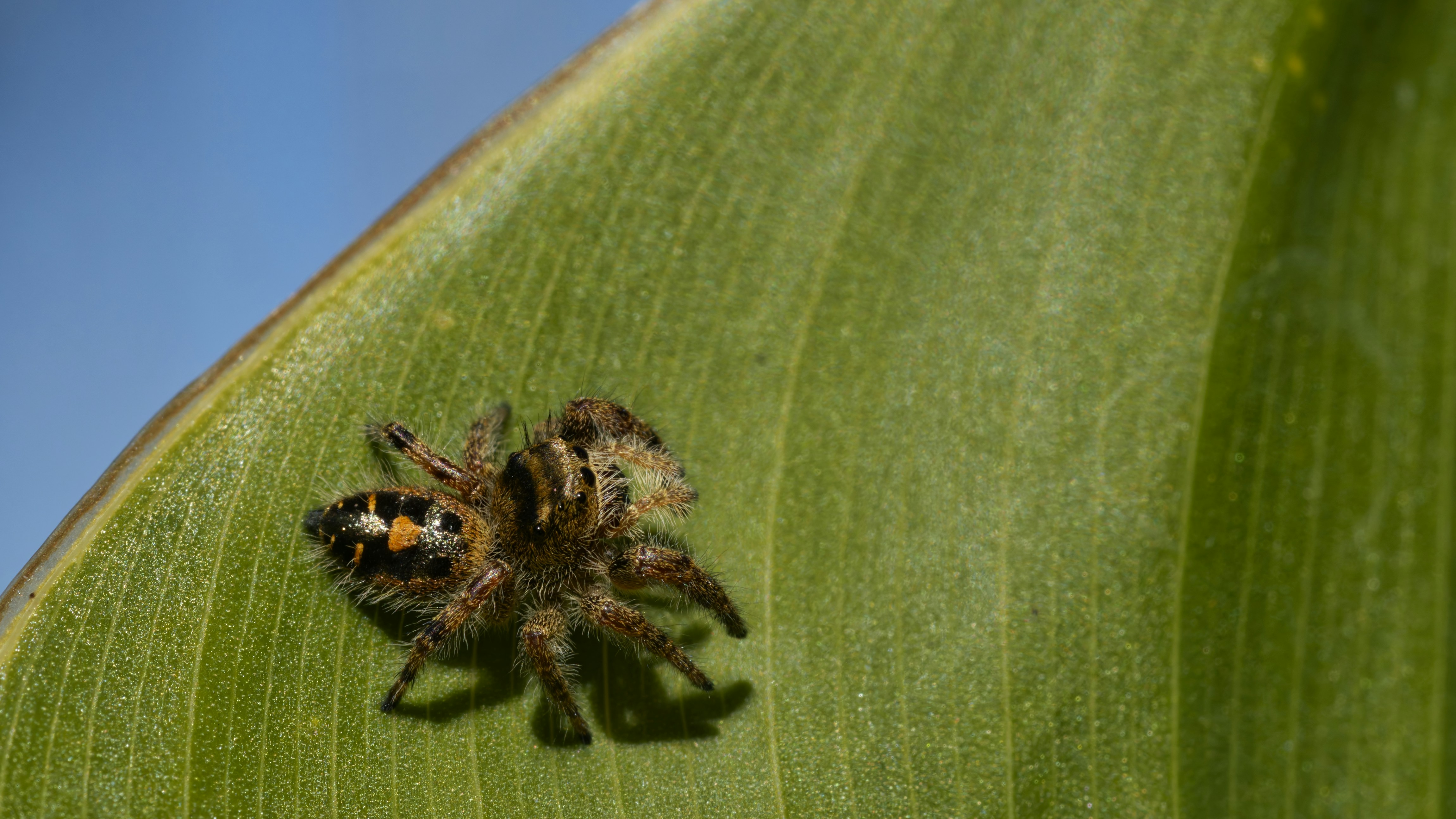 Close-up of a hair-covered jumping spider on a leaf against a blue sky