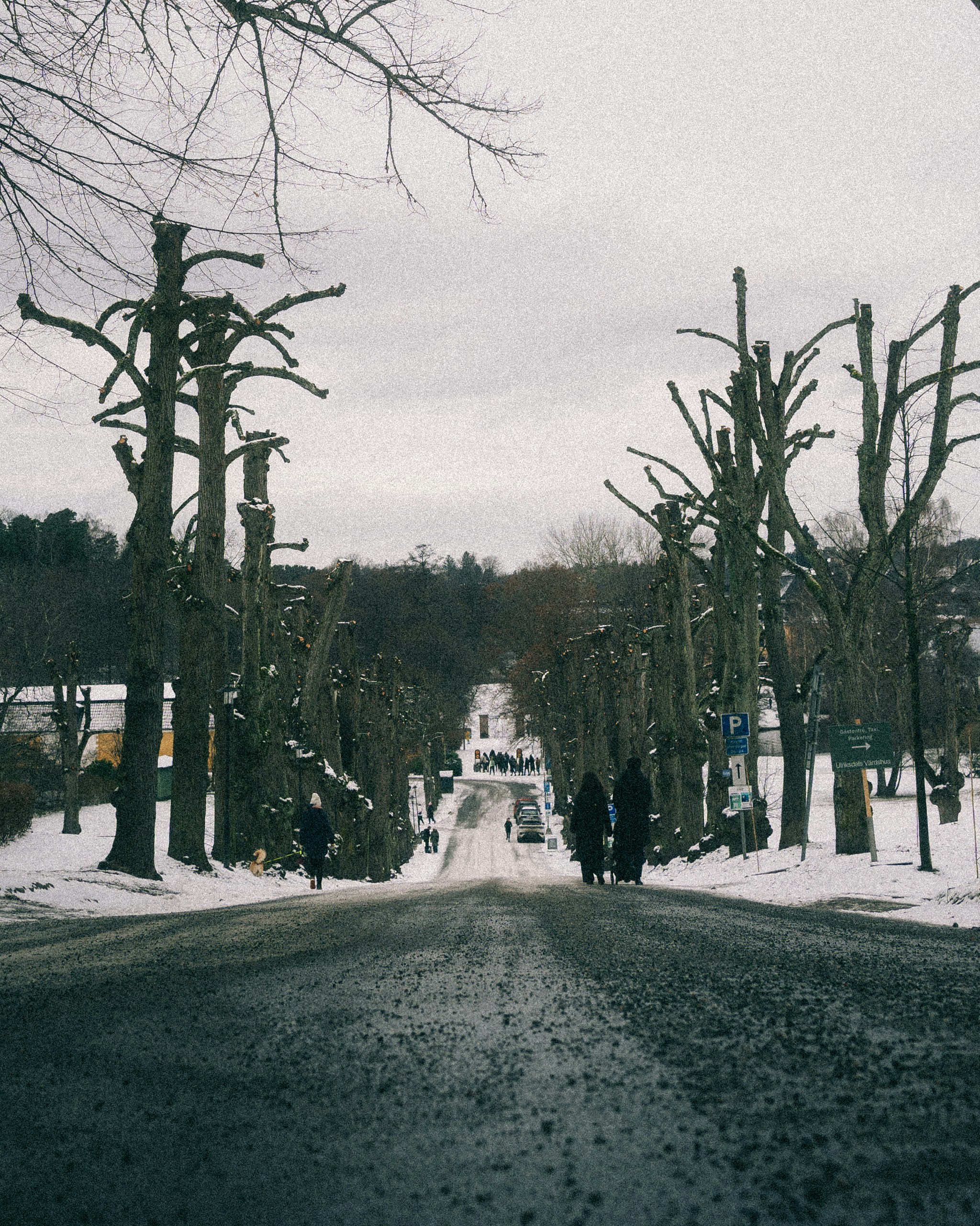 Snow-Lined Avenue of Pruned Trees