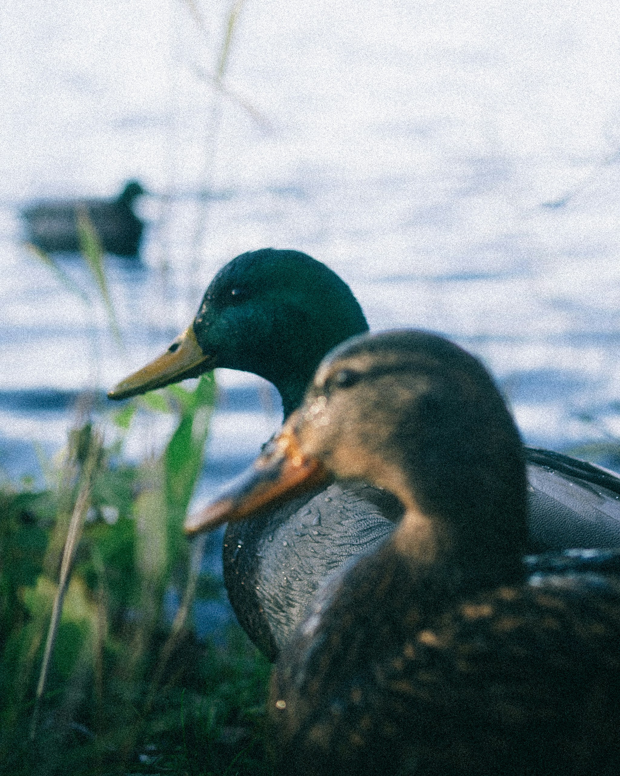 Two Mallards in Soft Focus by the Shore