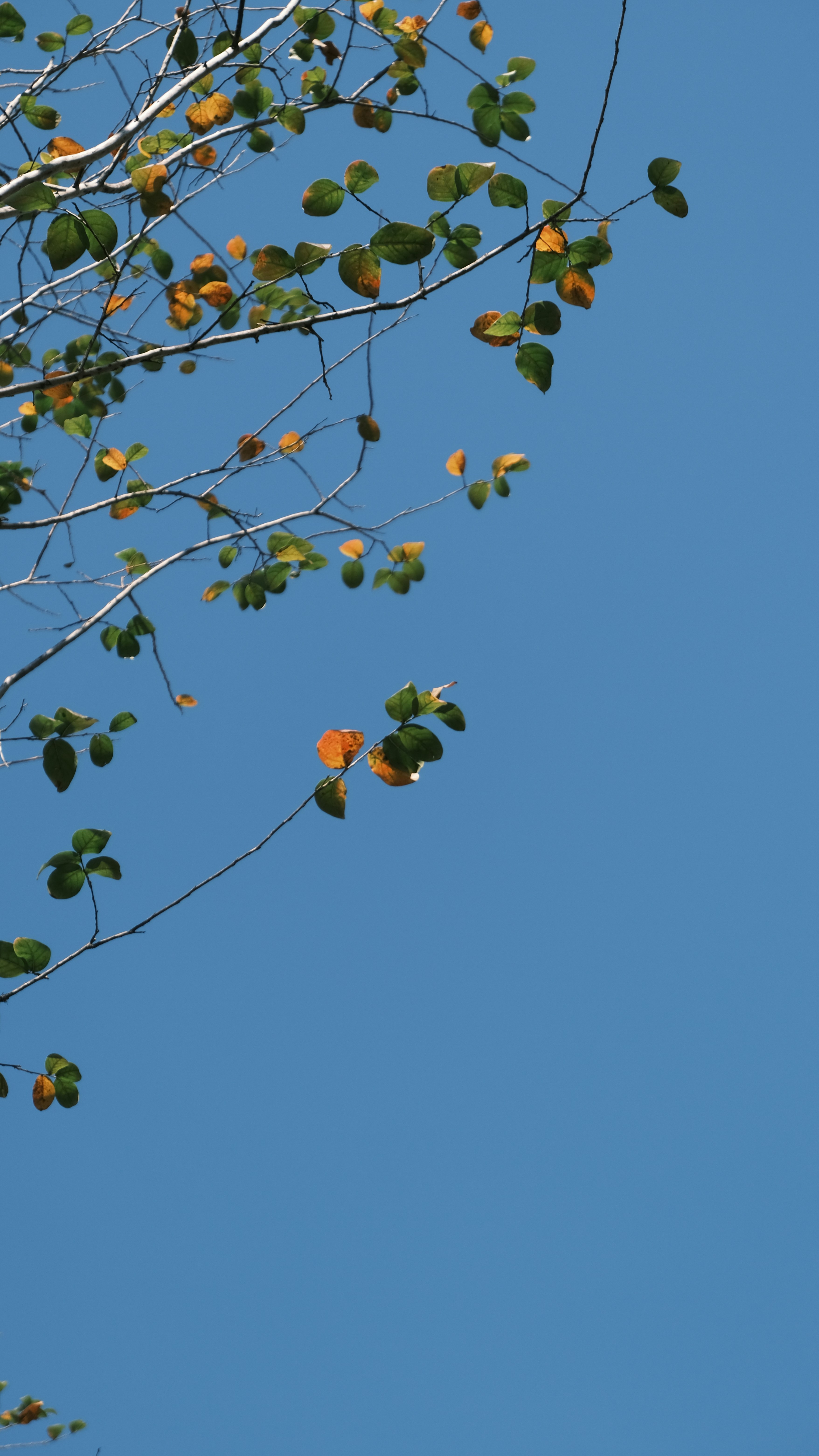 Leaves on a Blue Expanse: A Quiet Skyward Moment