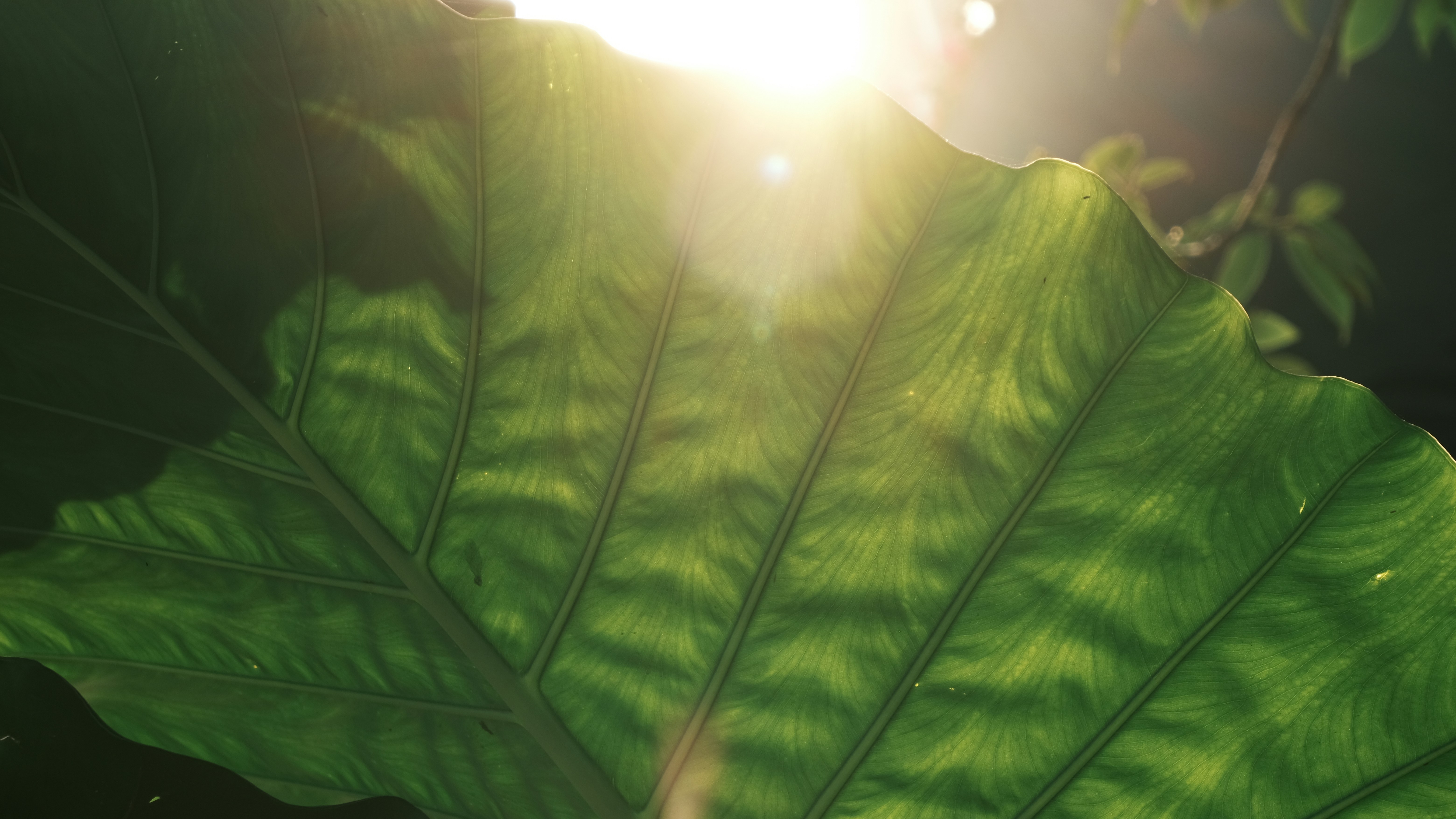 Sunlit Veins: A Leaf's Quiet Glow