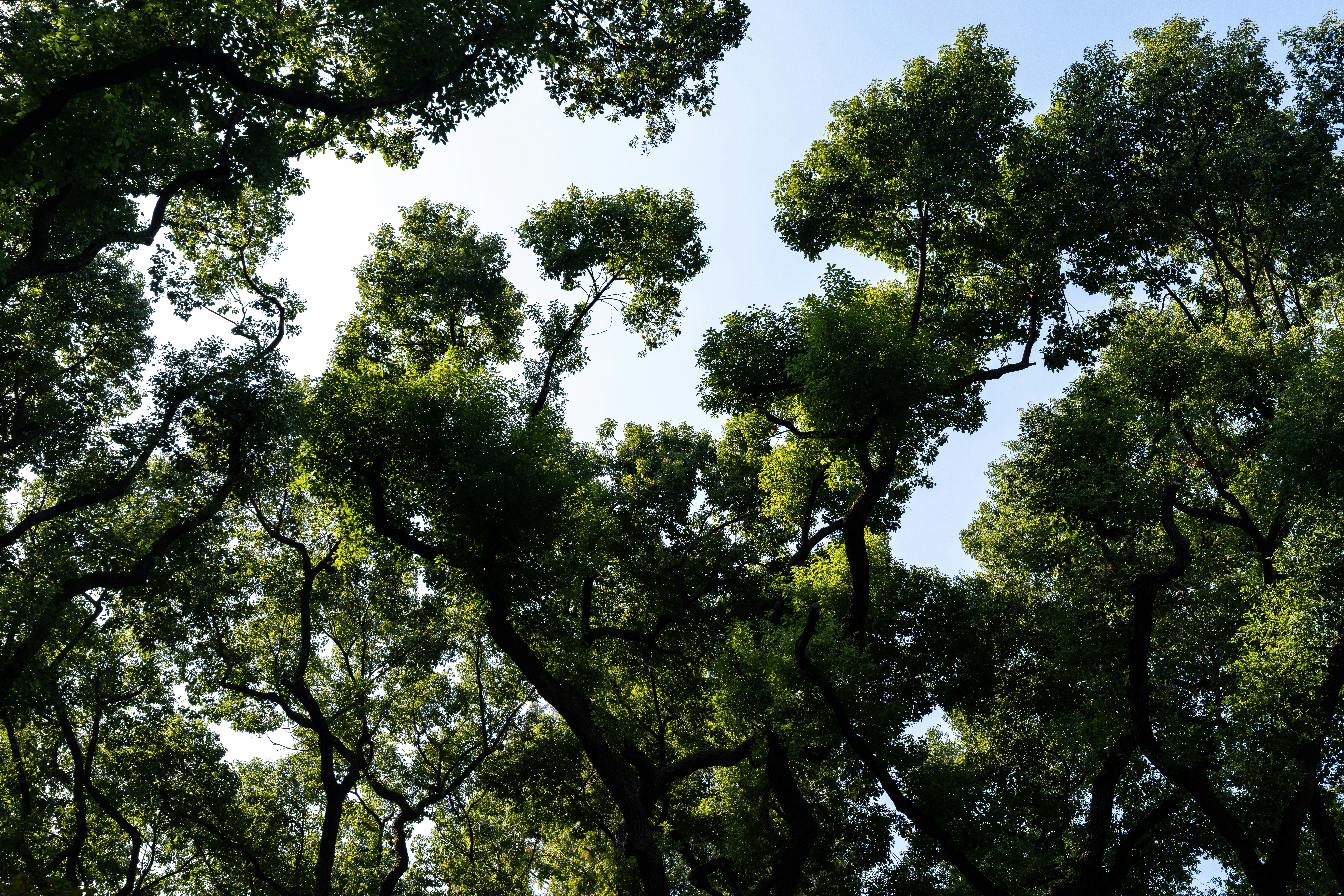 Photo by Declan Sun with Sony Alpha 7R V