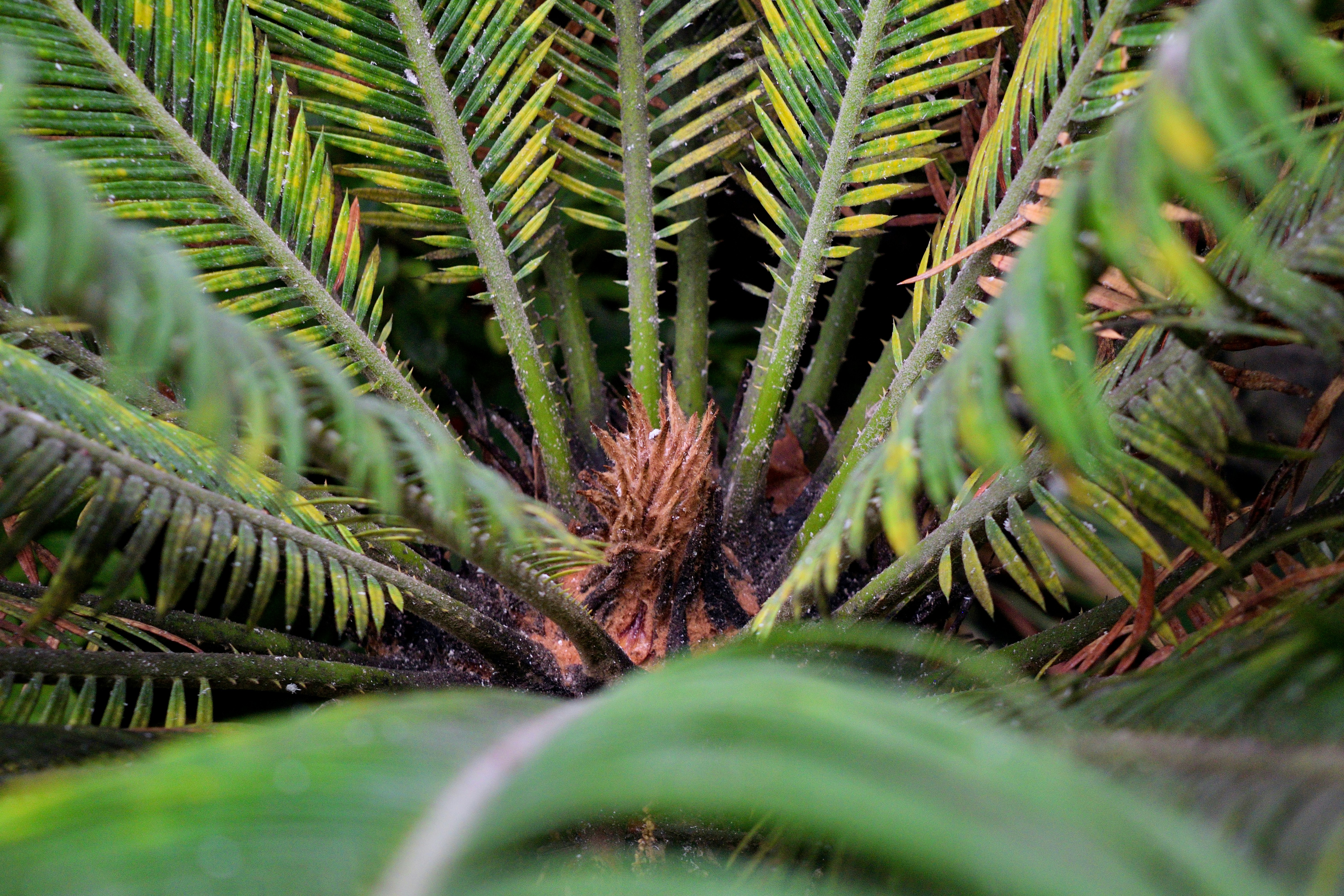 Heart of the Fronds: a palm's brown core at the center of green symmetry