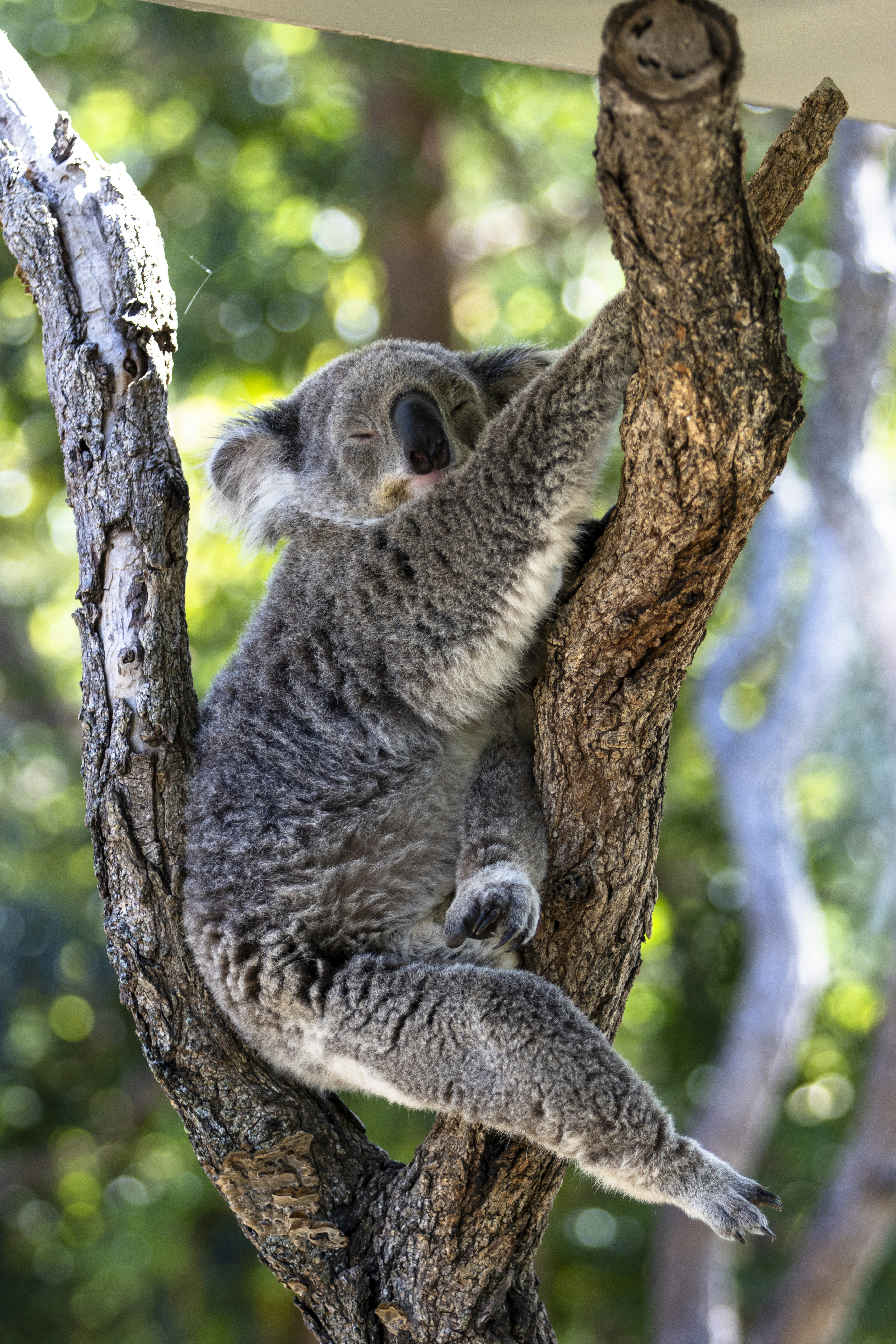 Sleepy Koala Clinging to a Sunlit Eucalyptus