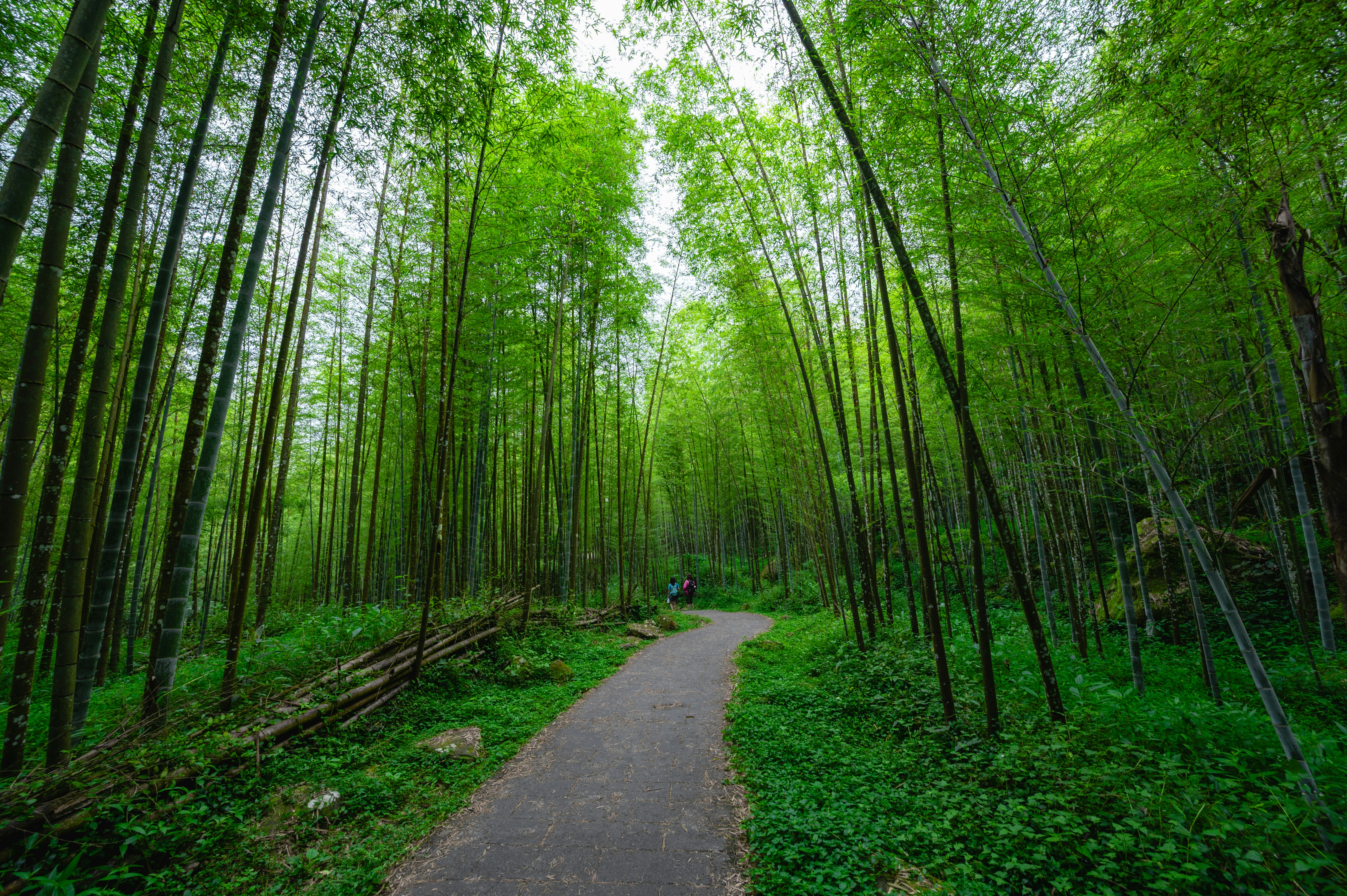 Photo by daven Hsu with Nikon Z6