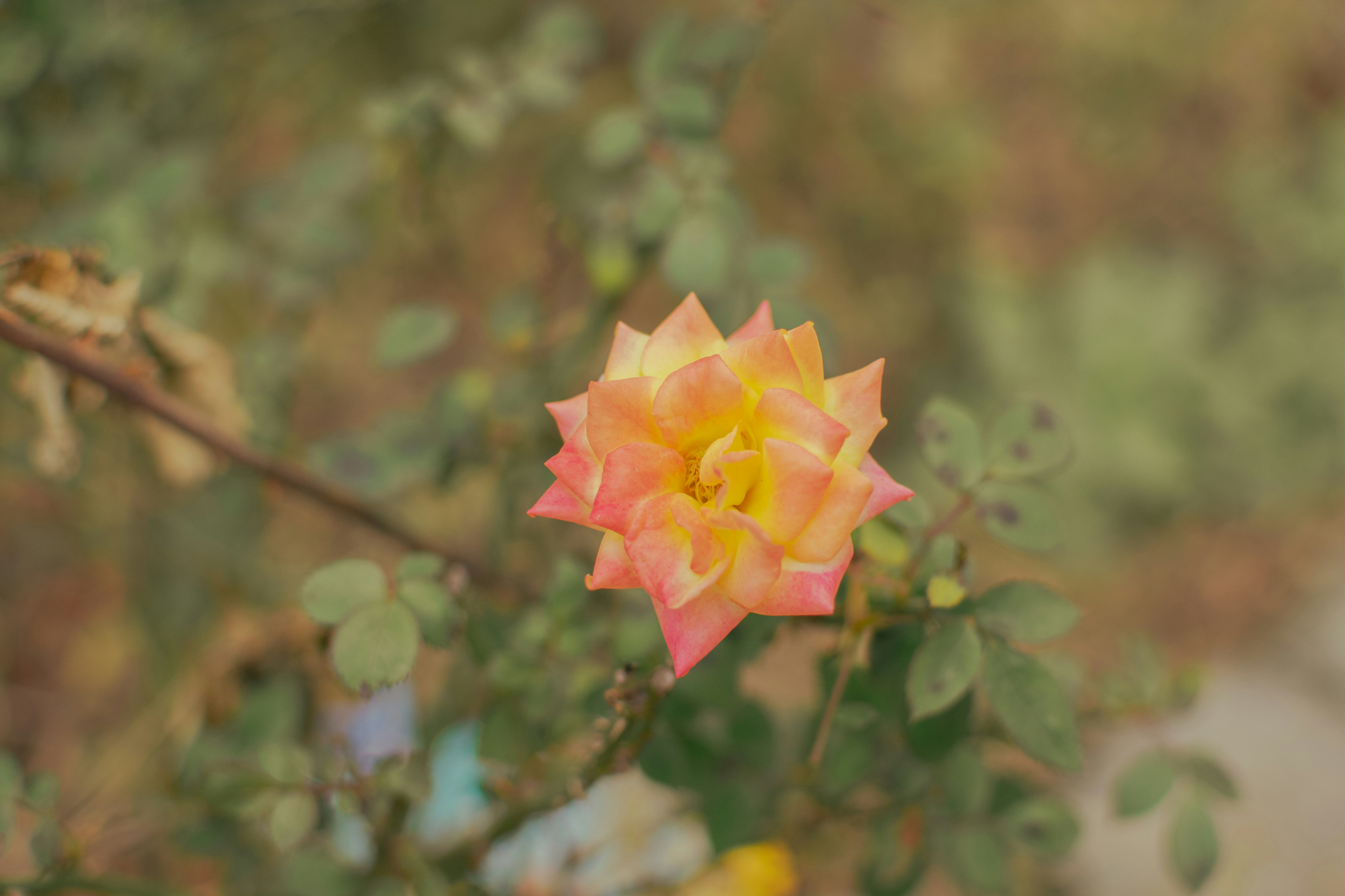 Soft Rose in a Hush of Garden Vines