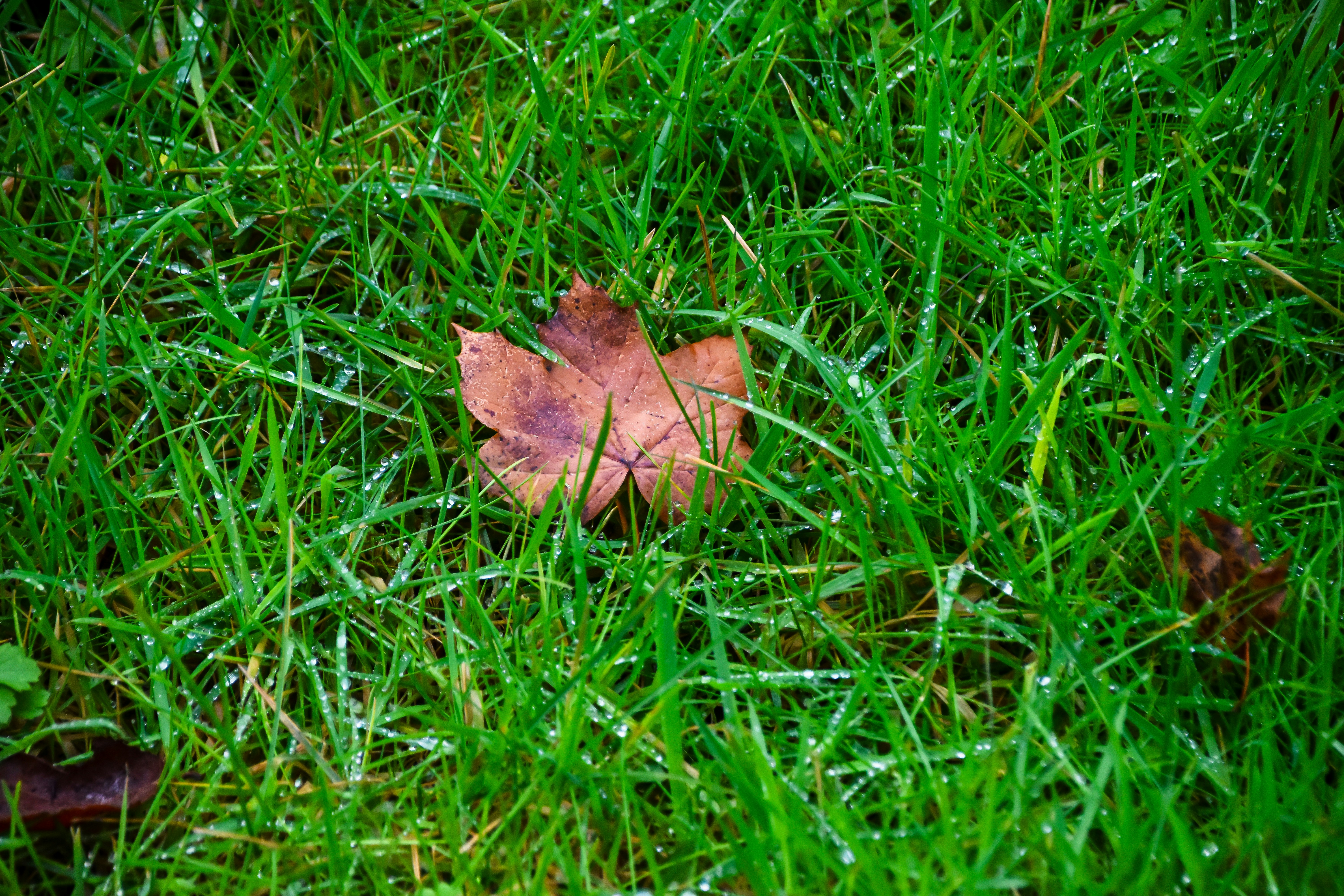 Autumn Copper in a Sea of Emerald Blades