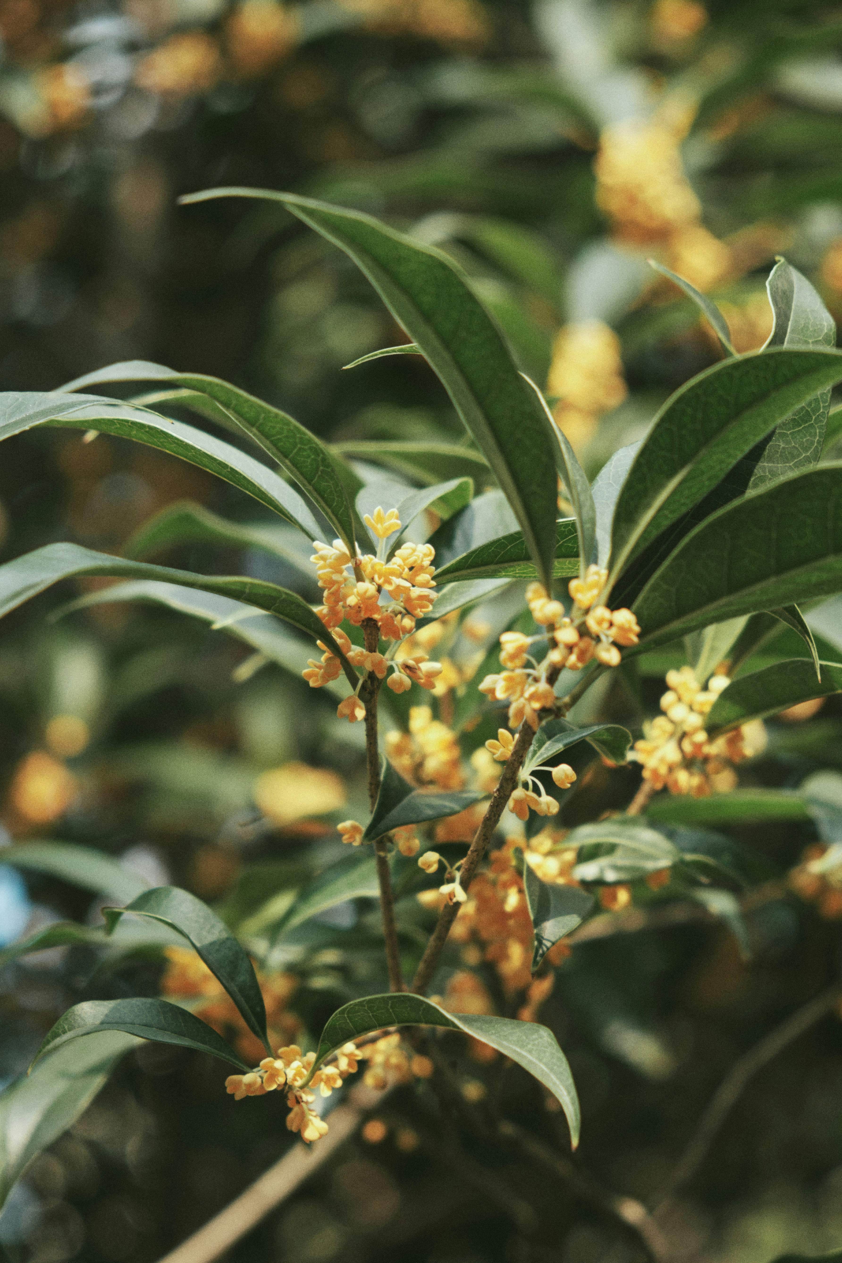 Photo by Seele An with Fujifilm X-T30