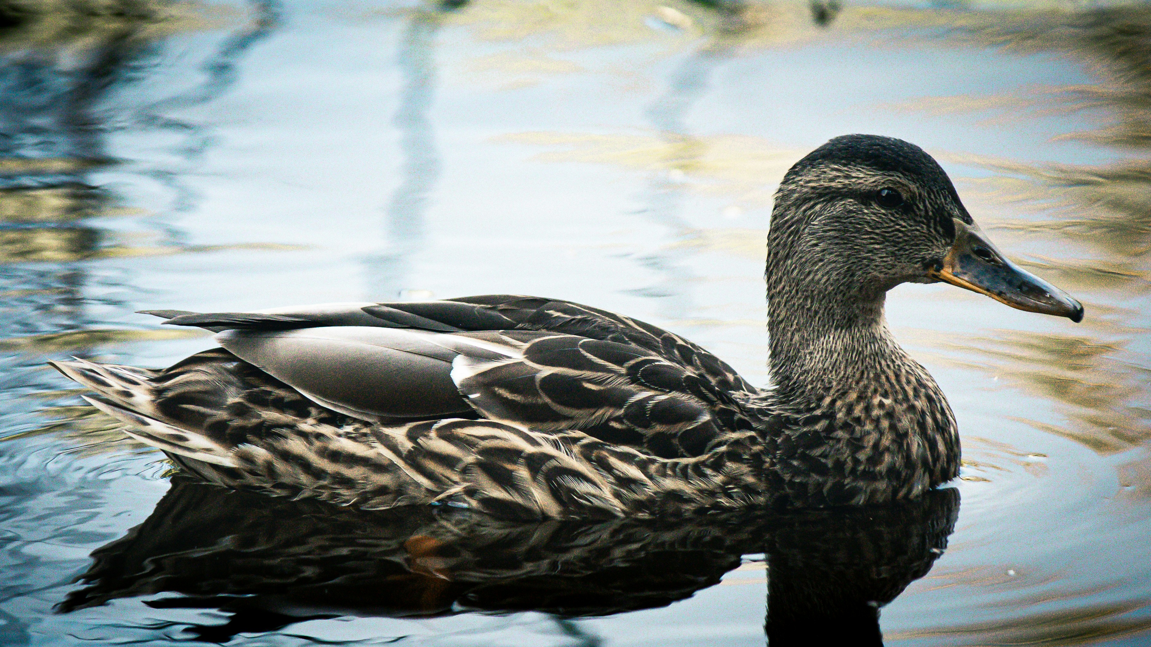 Photo by Bulat Migranov with Canon EOS RP