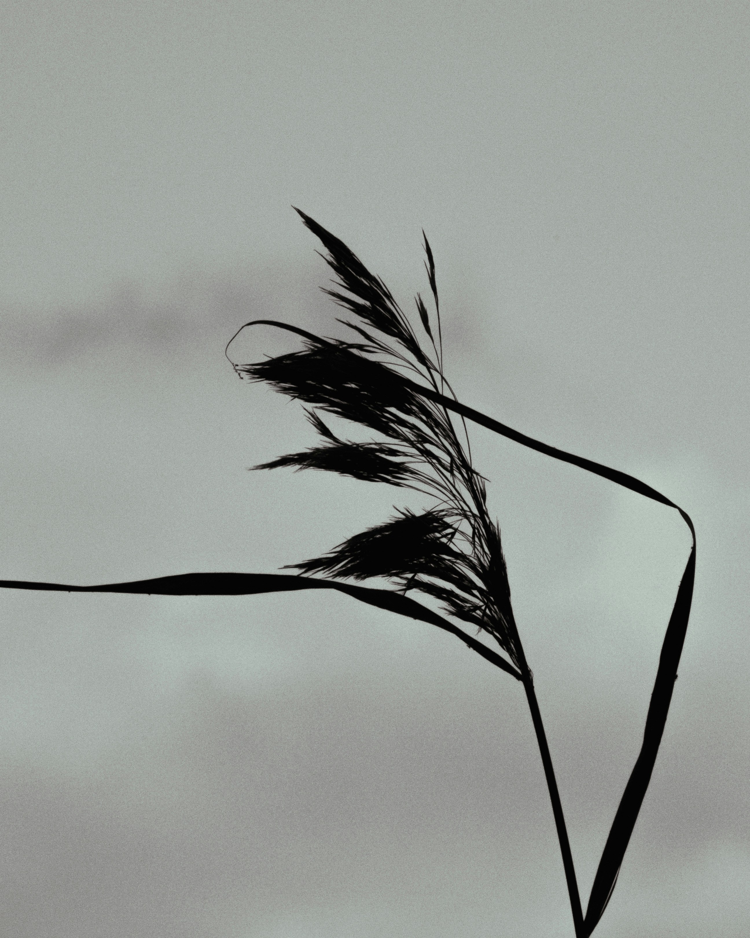 Whisper of Reed Against a Quiet Sky