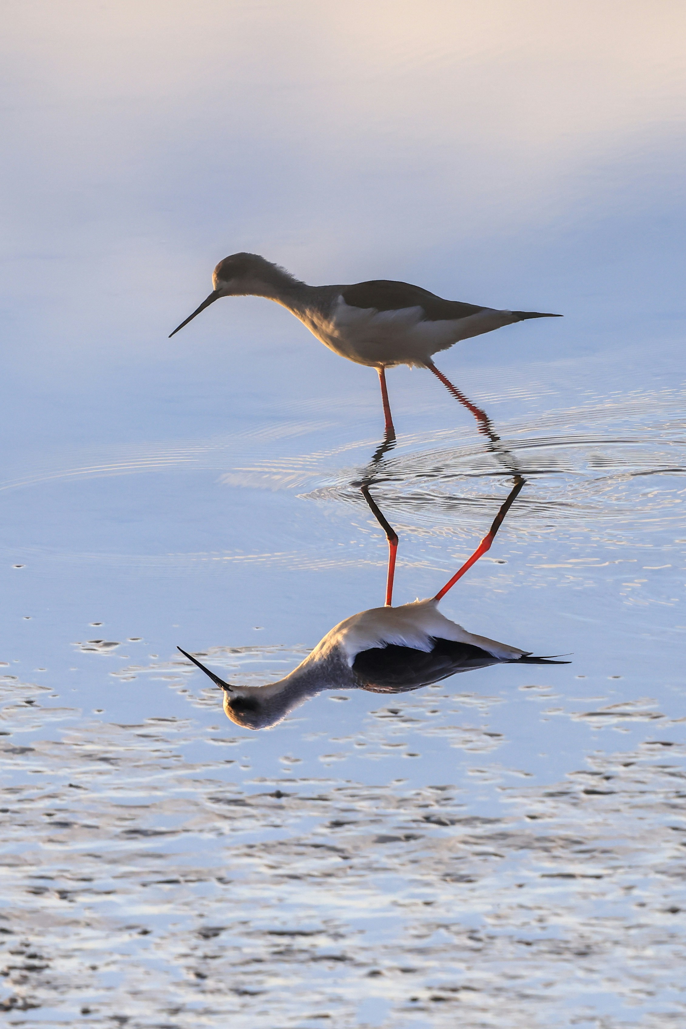 Soaring Mirror: A Grey Heron Stride Across a Silent Lake