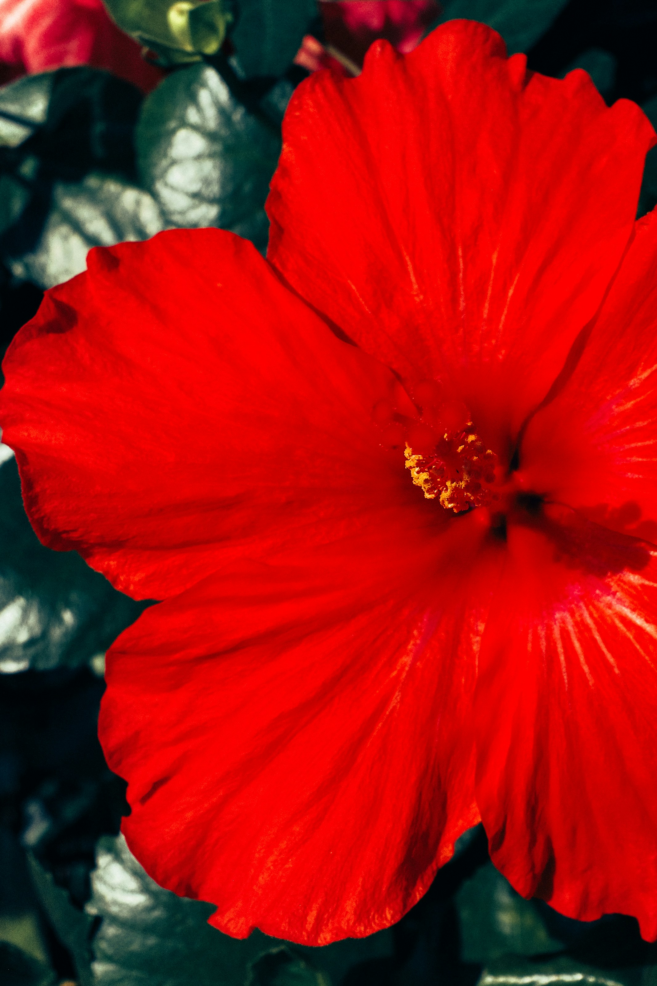 Photo by DL314 Lin with Ricoh GR III HDF