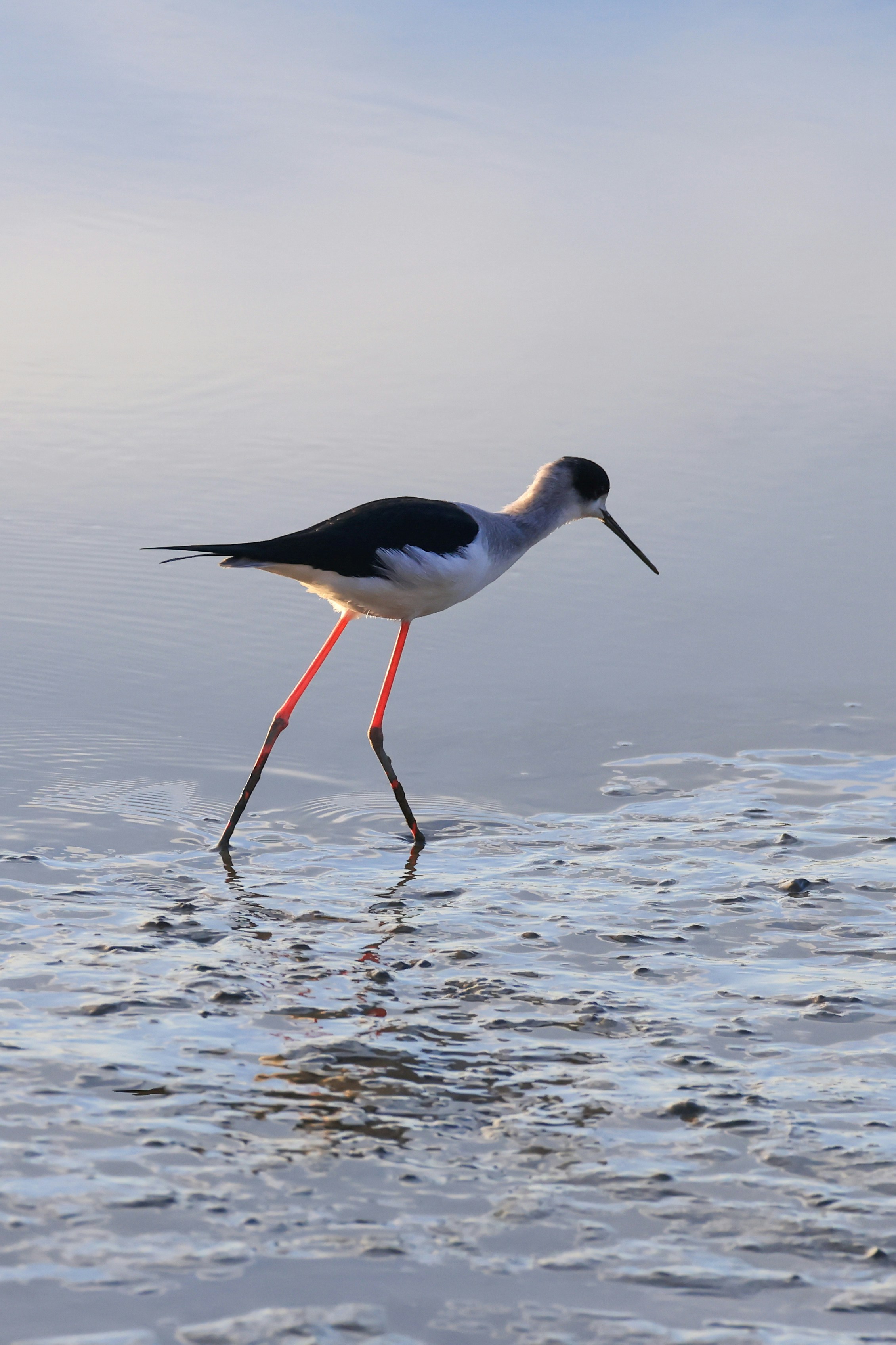 Wading Light: Black-winged Stilt in Quiet Shoreline