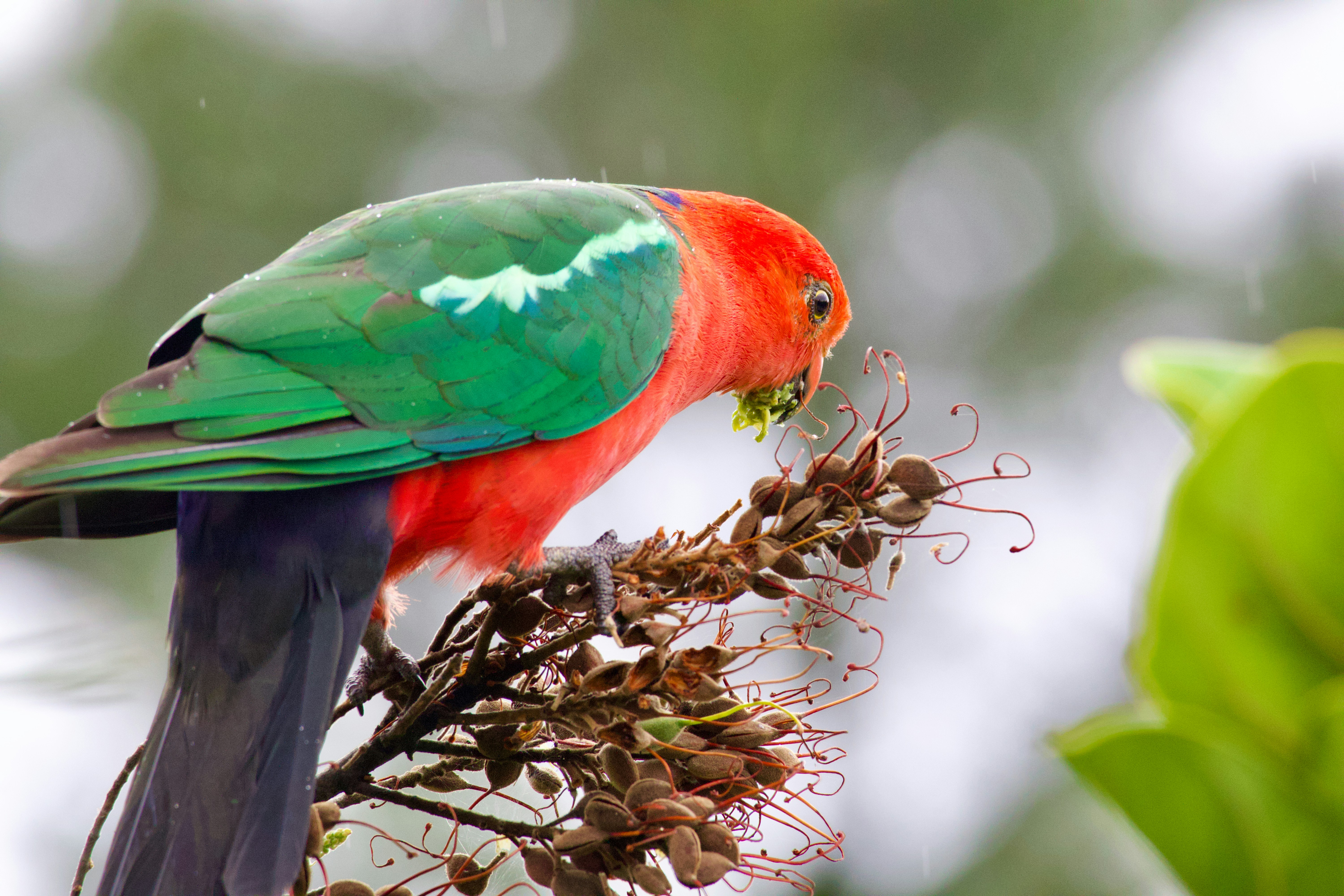 Emerald Green Wings, Scarlet Red: Parrot Perched on Mottled Bloom