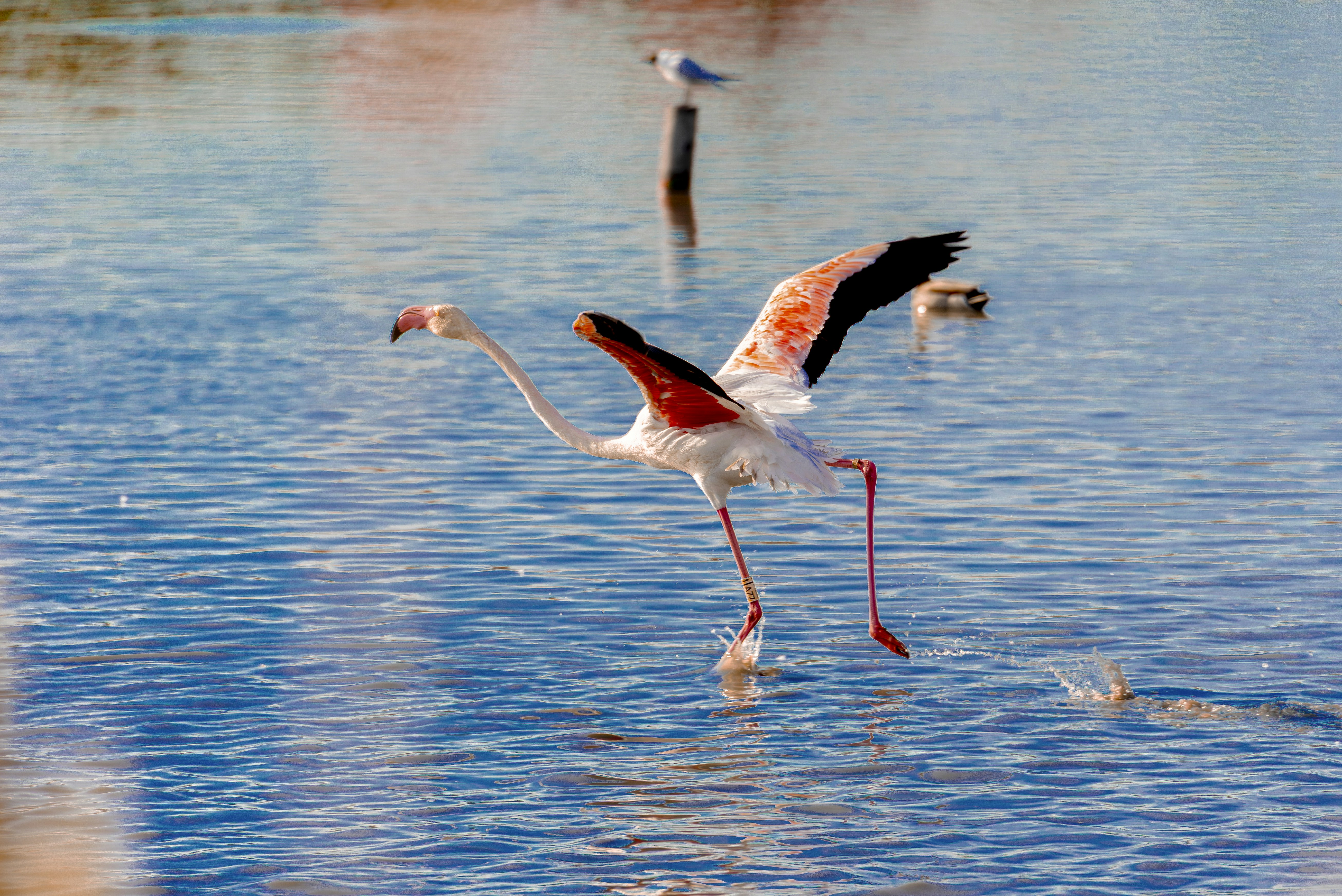 Graceful takeoff: pink flamingo mid-stride above glassy lagoon