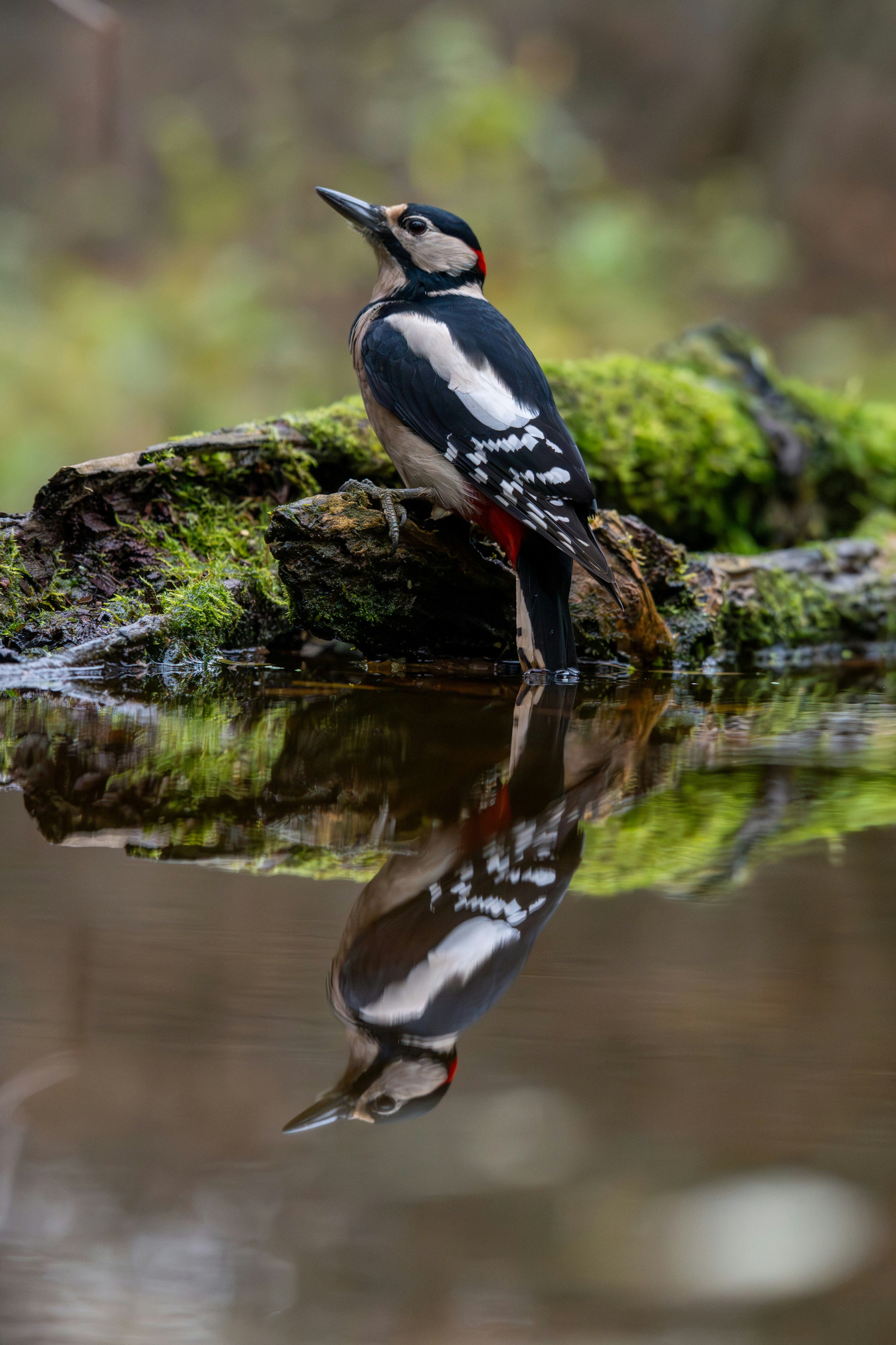 Red-capped Woodpecker in Mossy Rock Wetland