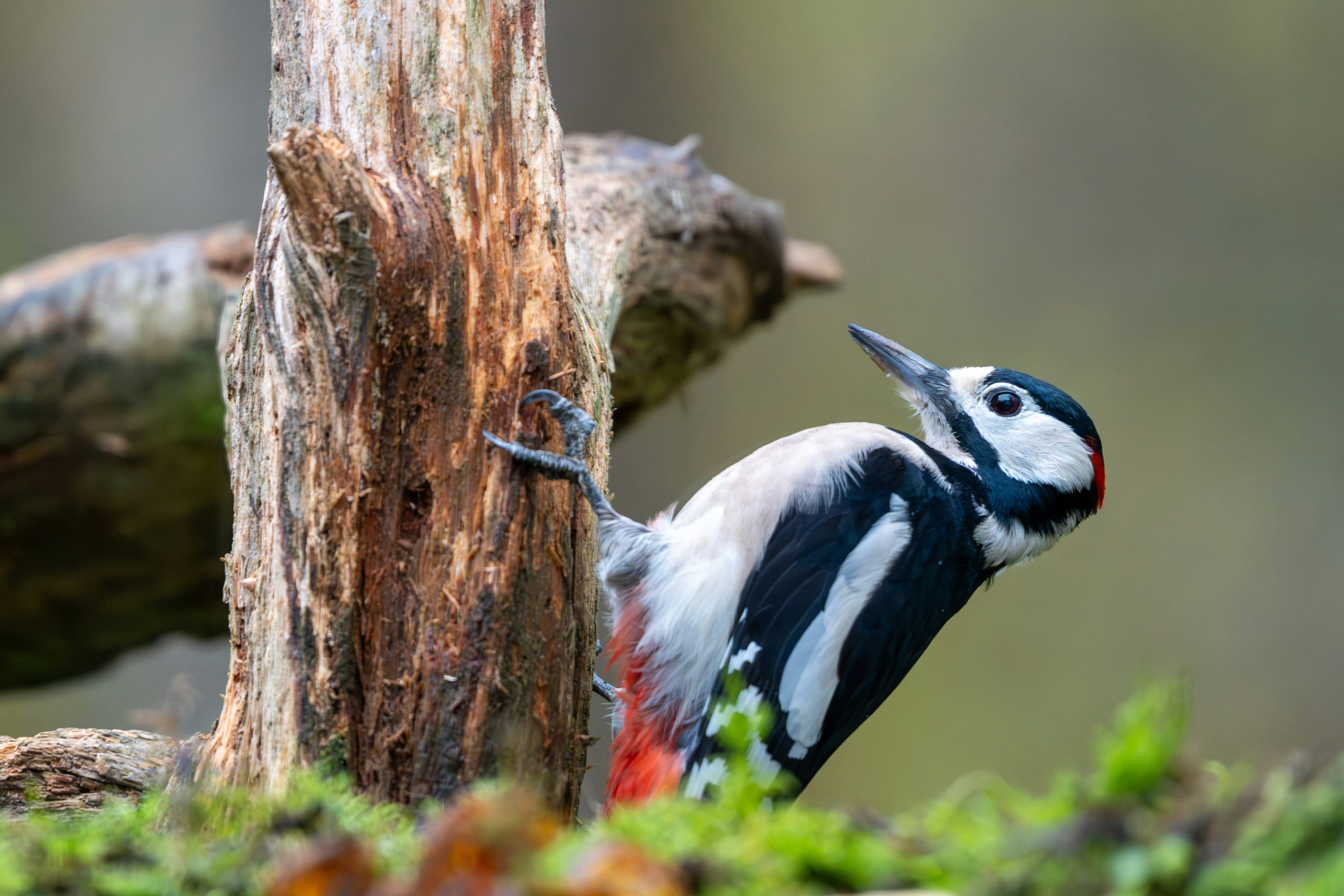 Dzięcioł duży / Great spotted woodpecker