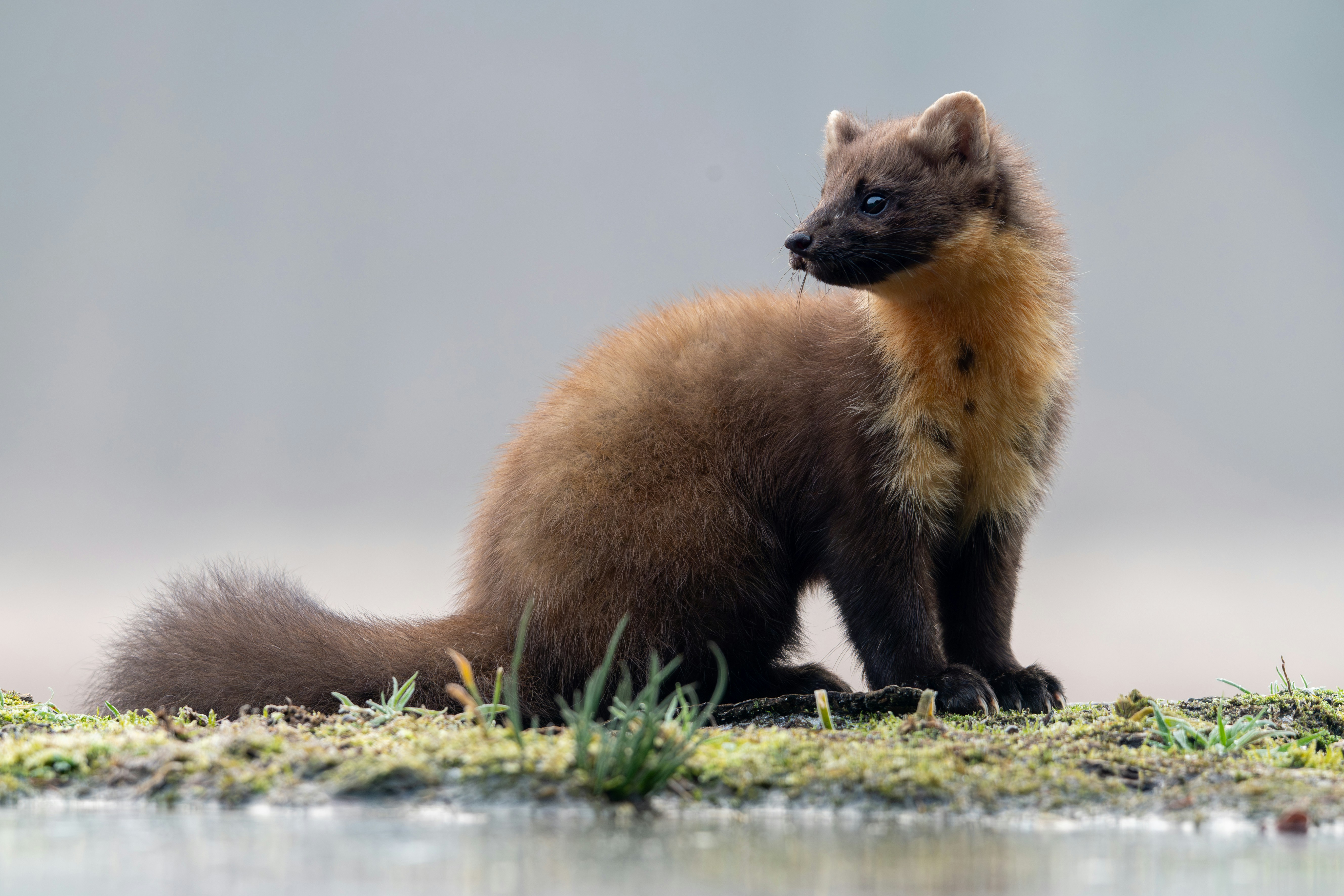 Hardened Stare of a Young Wolverine on a Mossy Bank