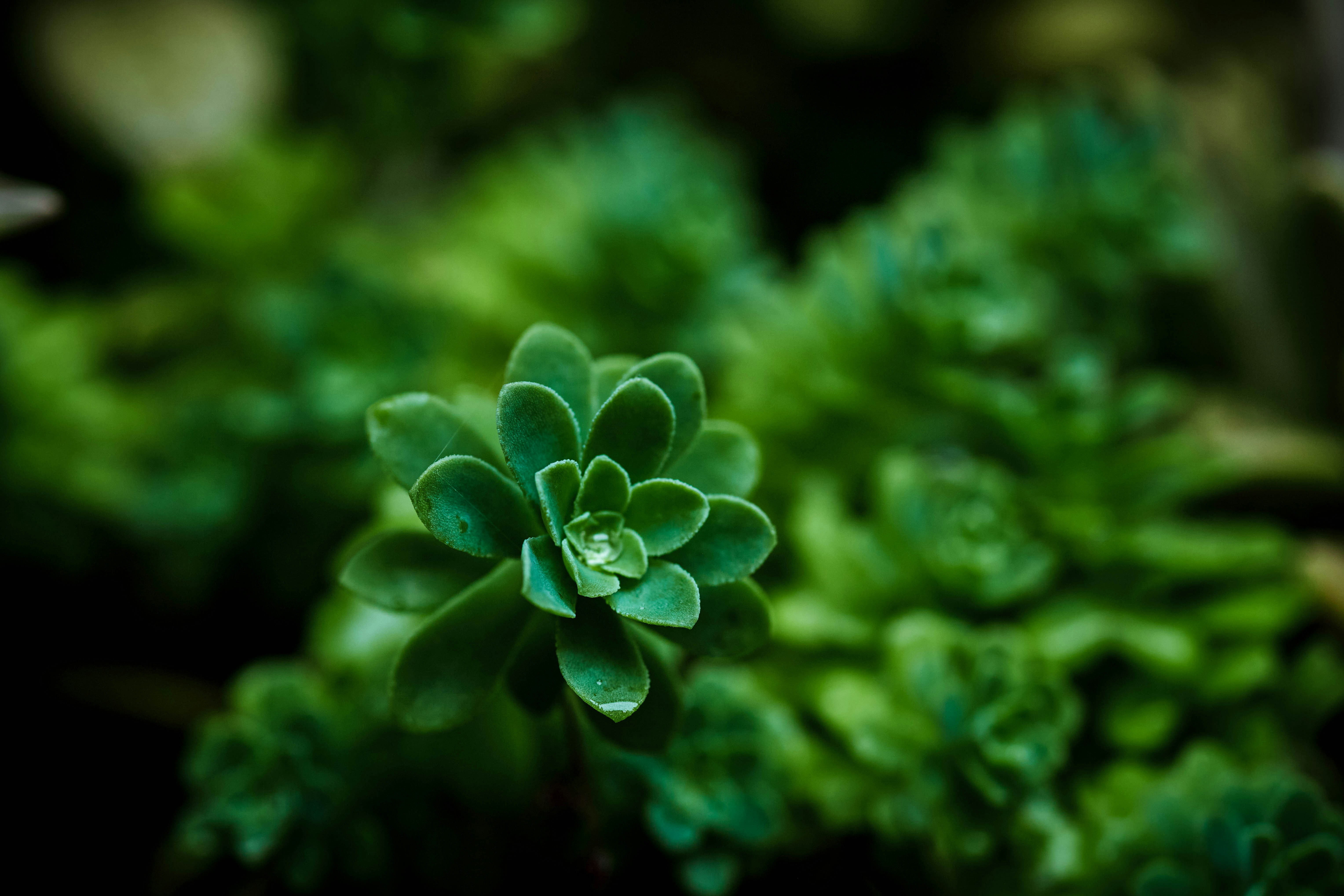 Photo by Rafael Rodrigues with Canon EOS RP