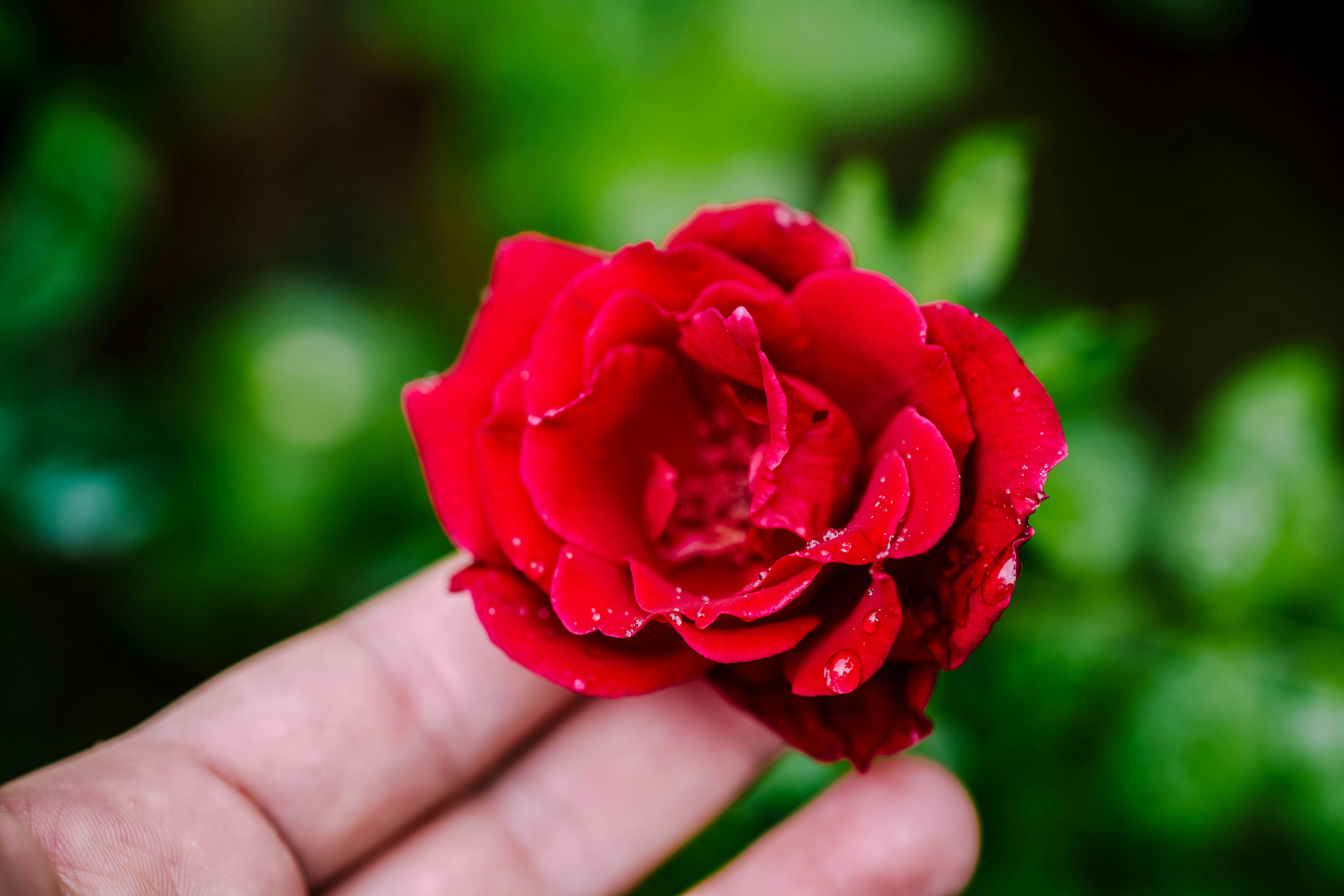 Crimson Bloom with Gentle Dew in Focus