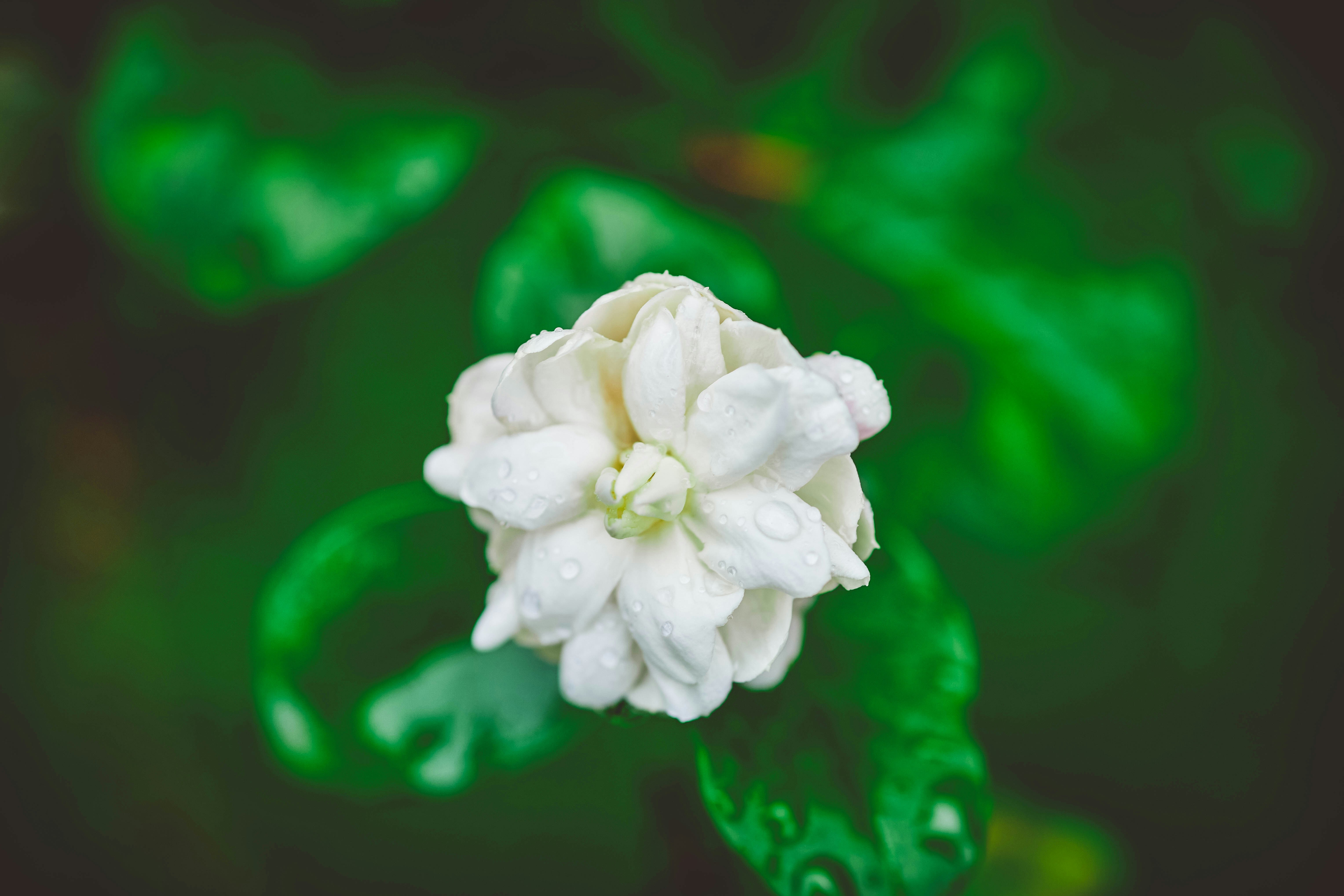 White camellia in soft green glow with dew-kissed petals