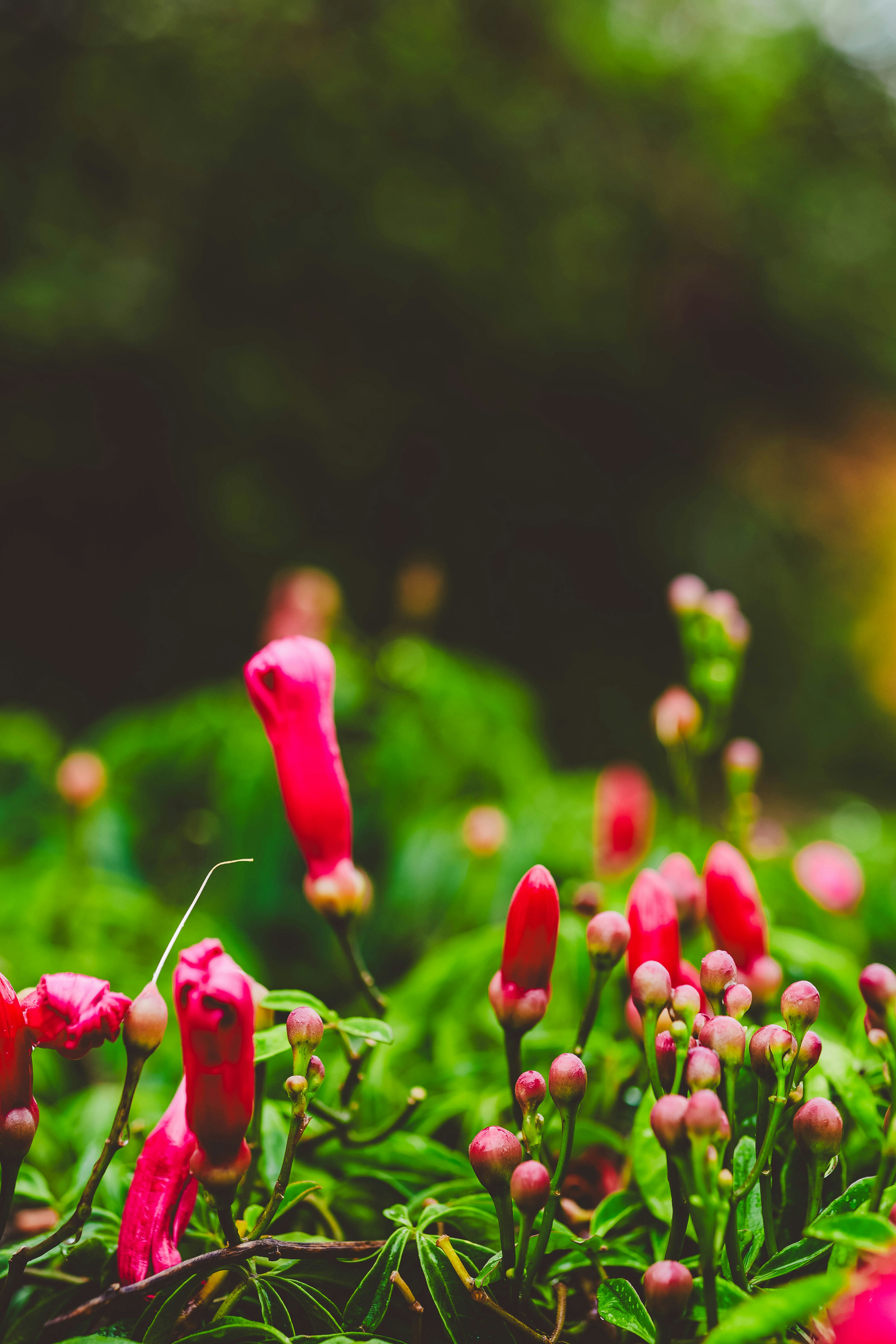 Photo by Rafael Rodrigues with Canon EOS RP