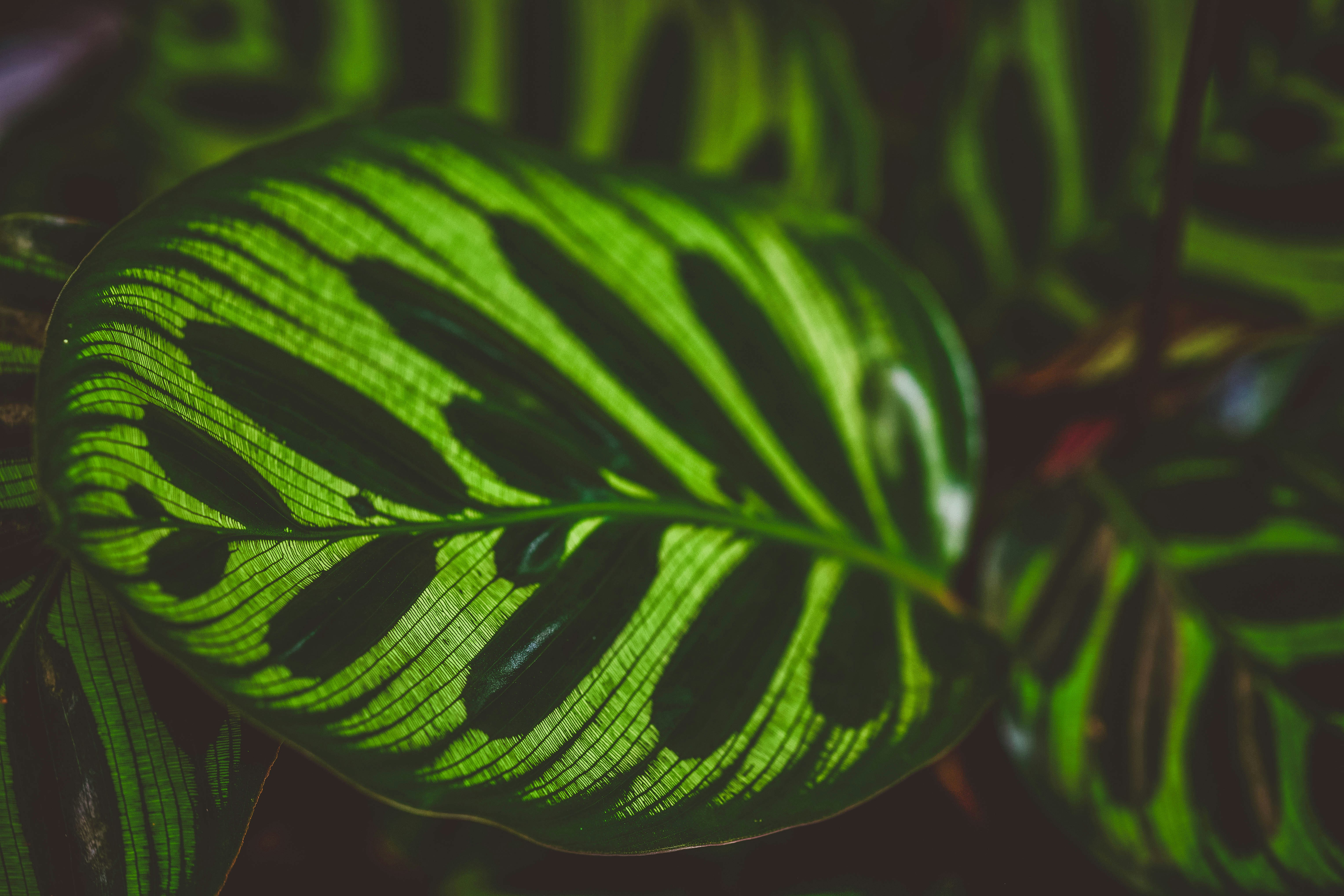 Verdant Stripes: A Macro Portrait of Leaf Veins and Light