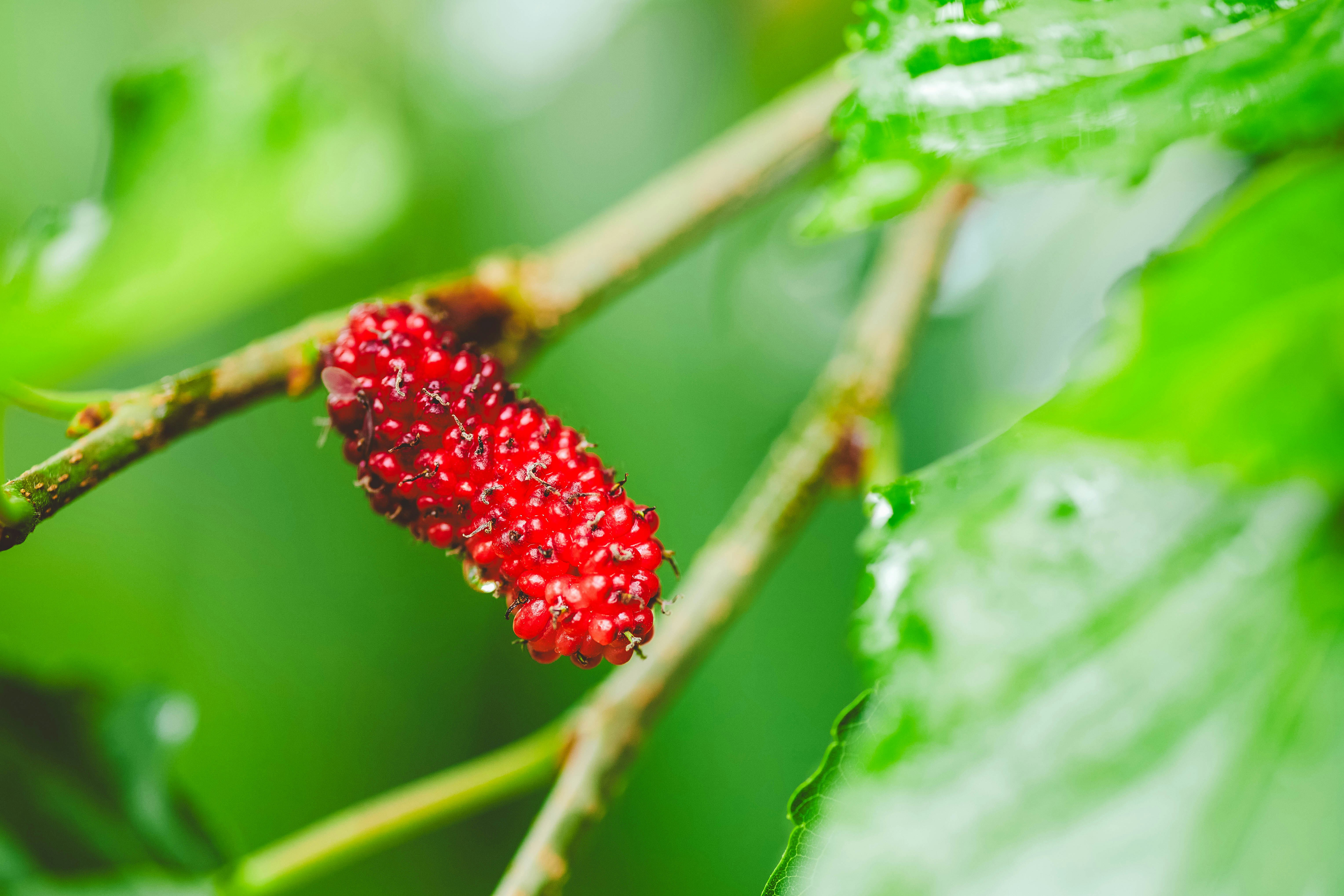 Red berry on a slender branch in a dew-kissed canopy
