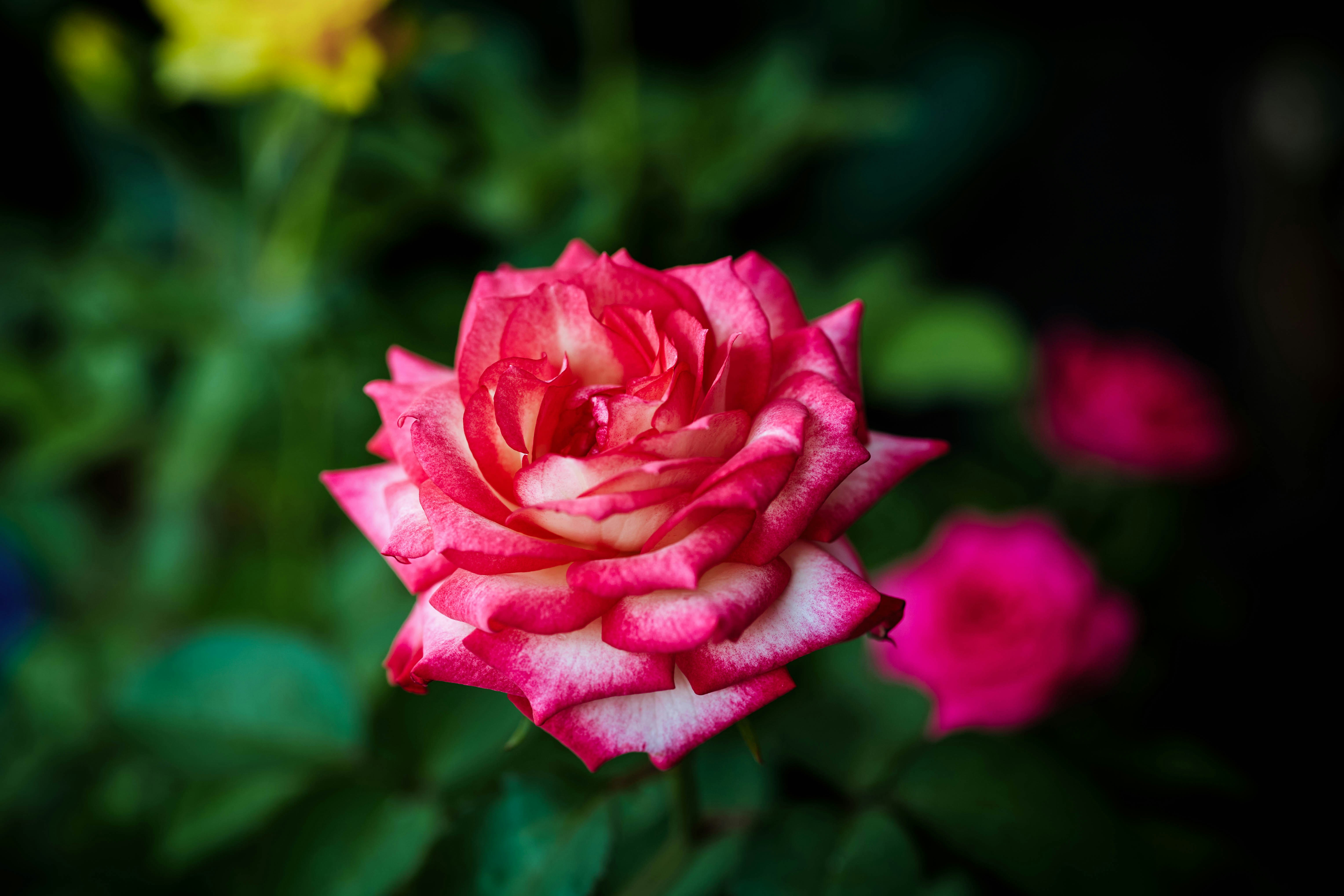 Photo by Rafael Rodrigues with Canon EOS RP