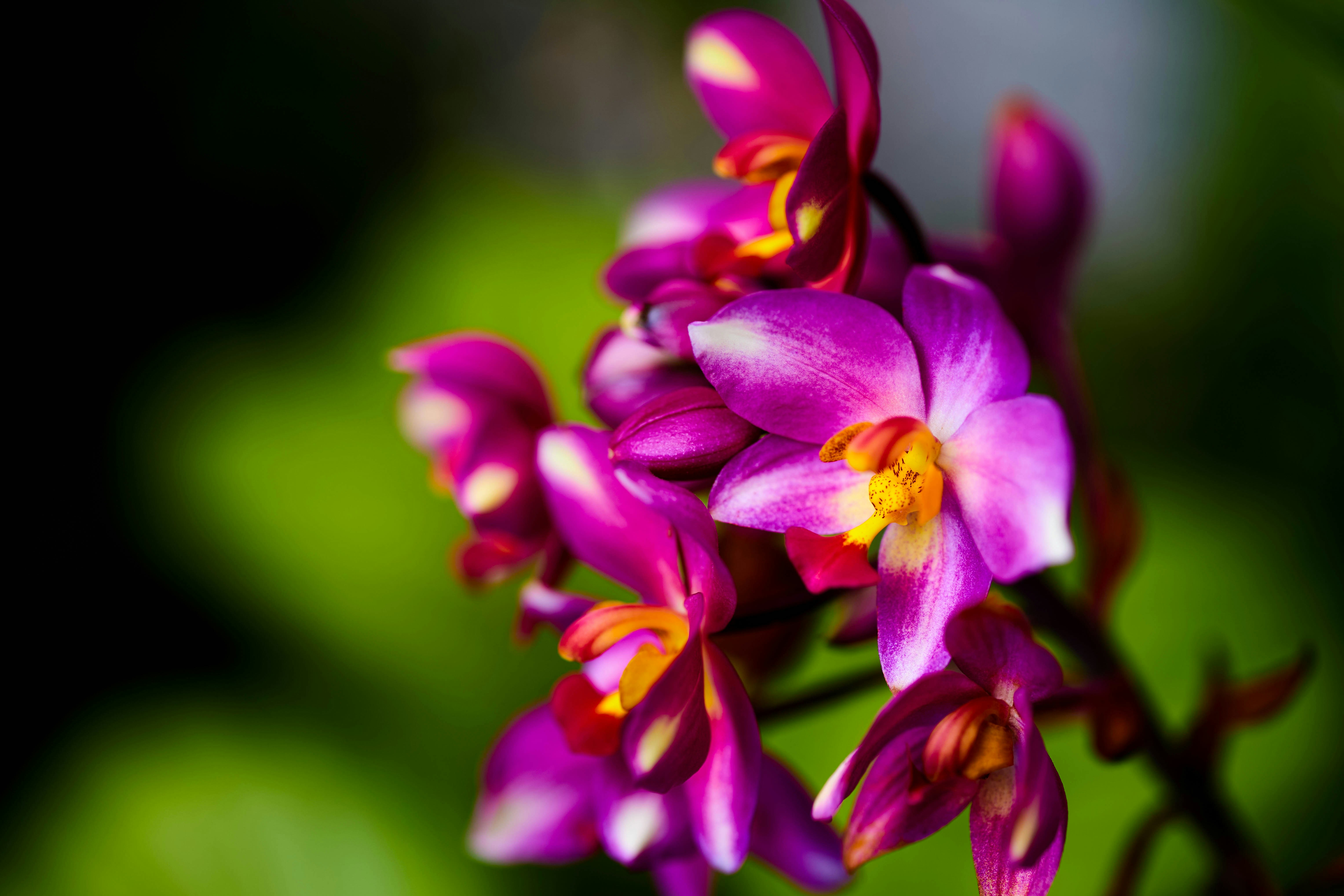 Photo by Rafael Rodrigues with Canon EOS RP