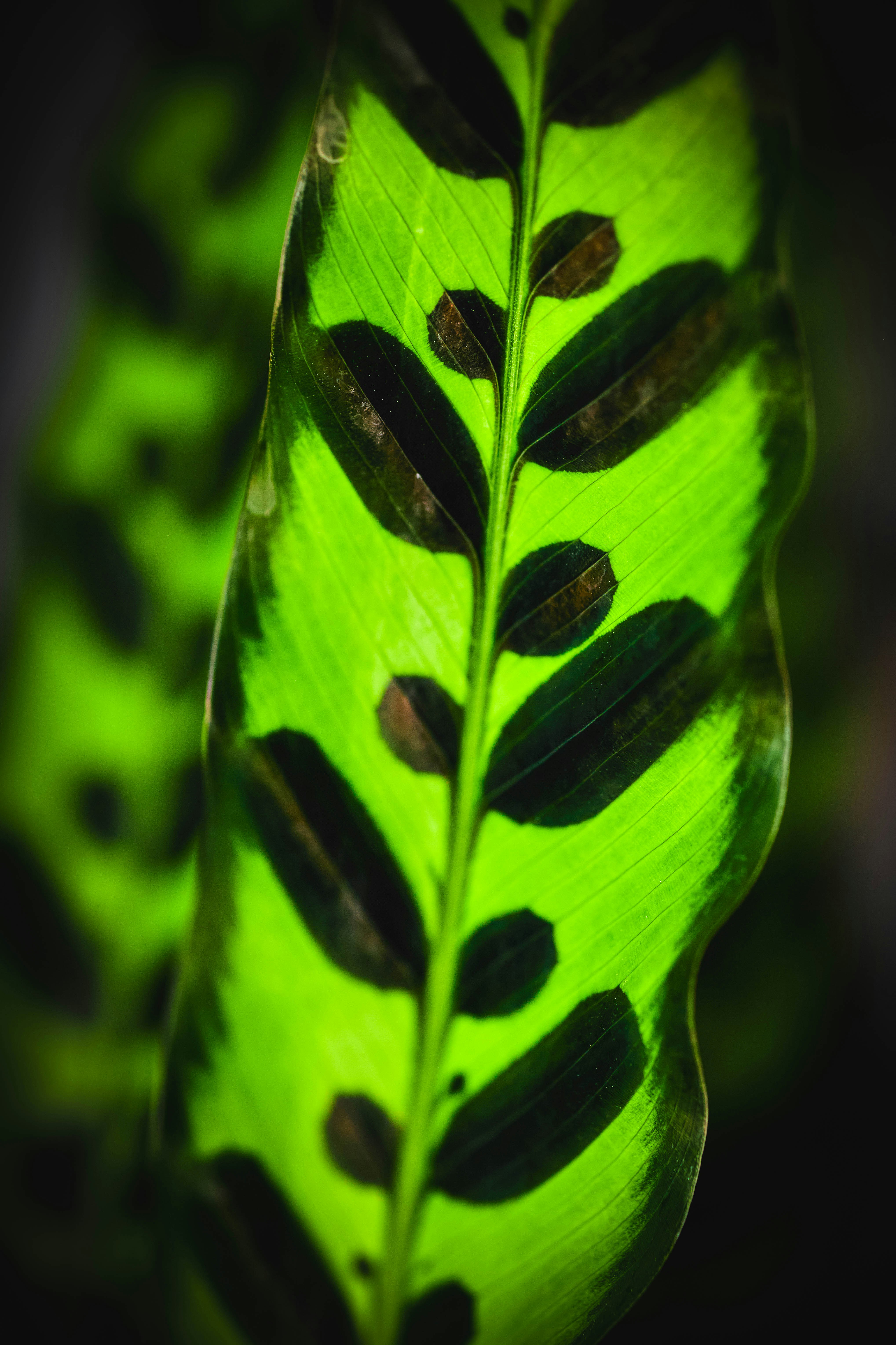 Luminous Fern: A Close-Up Study of Green Veins and Shadowed Edges