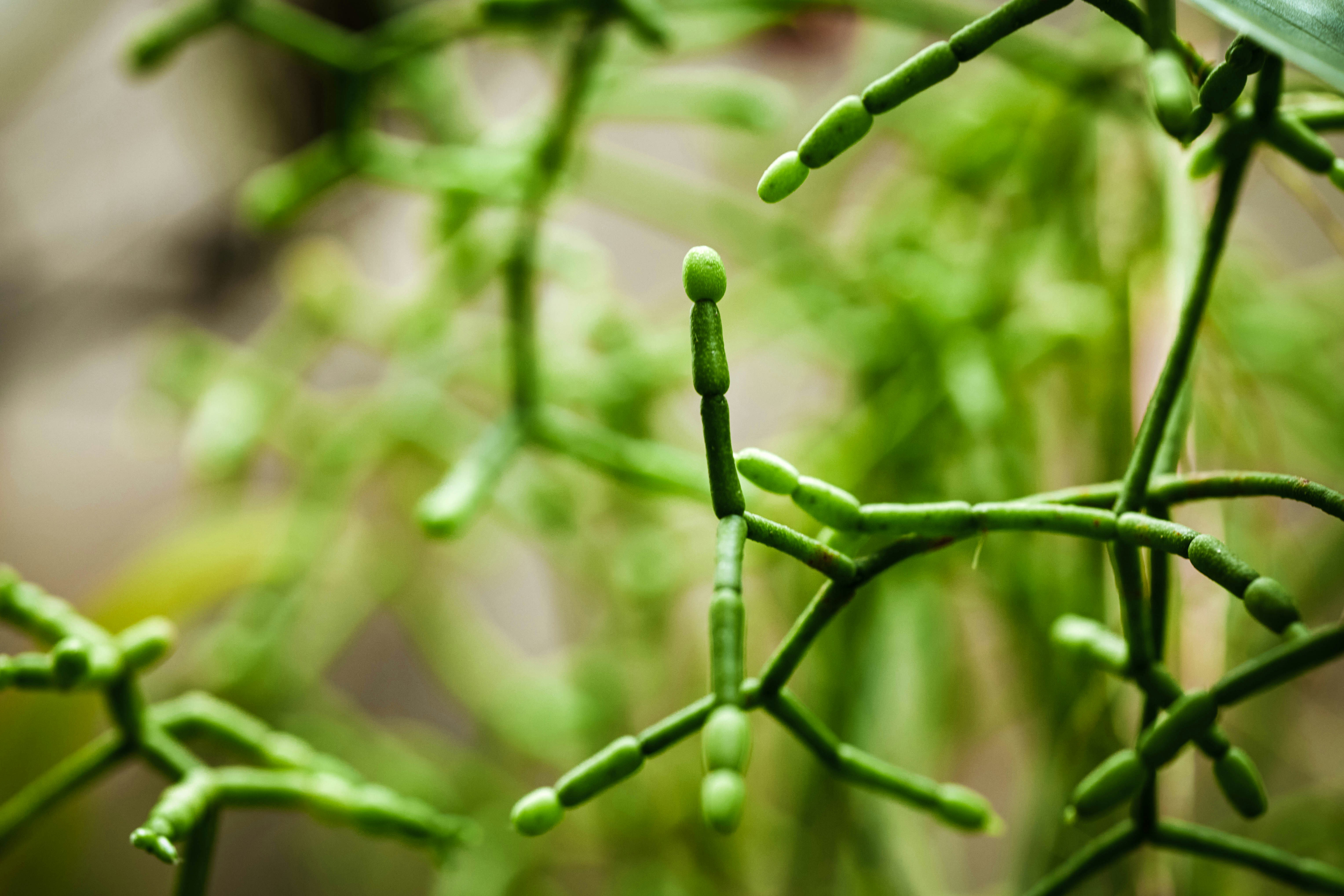 Photo by Rafael Rodrigues with Canon EOS RP