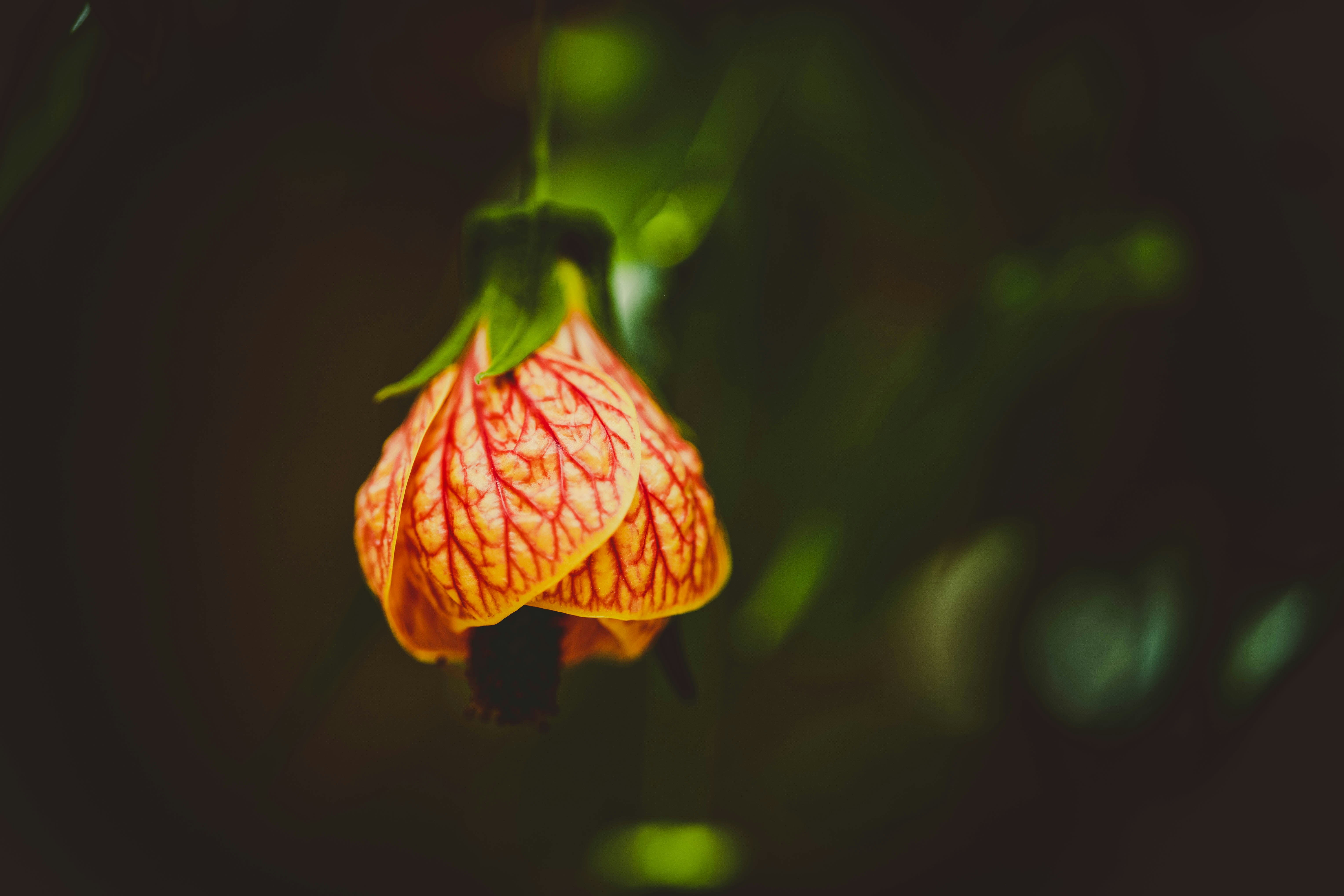 Photo by Rafael Rodrigues with Canon EOS RP