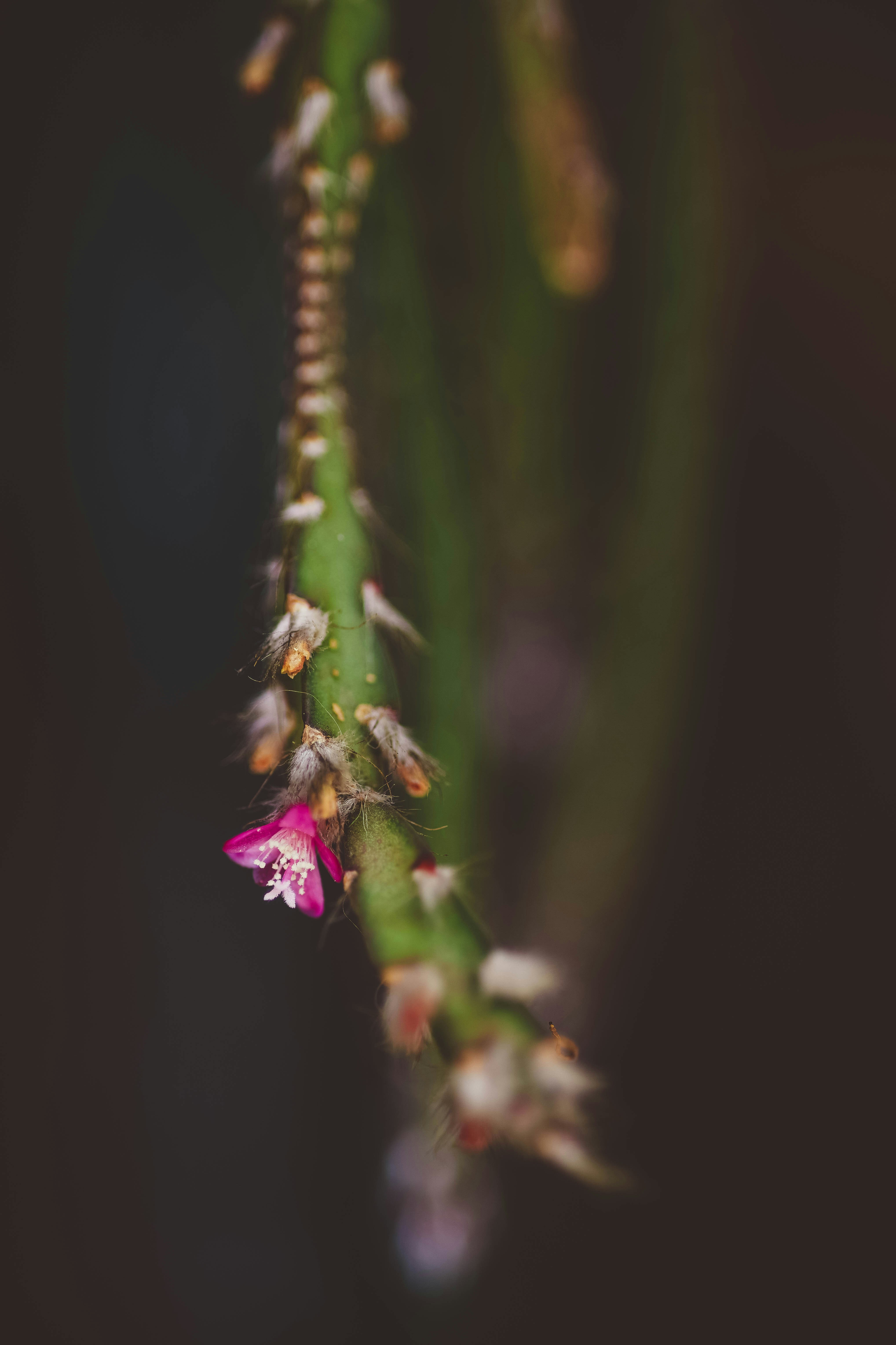 Photo by Rafael Rodrigues with Canon EOS RP