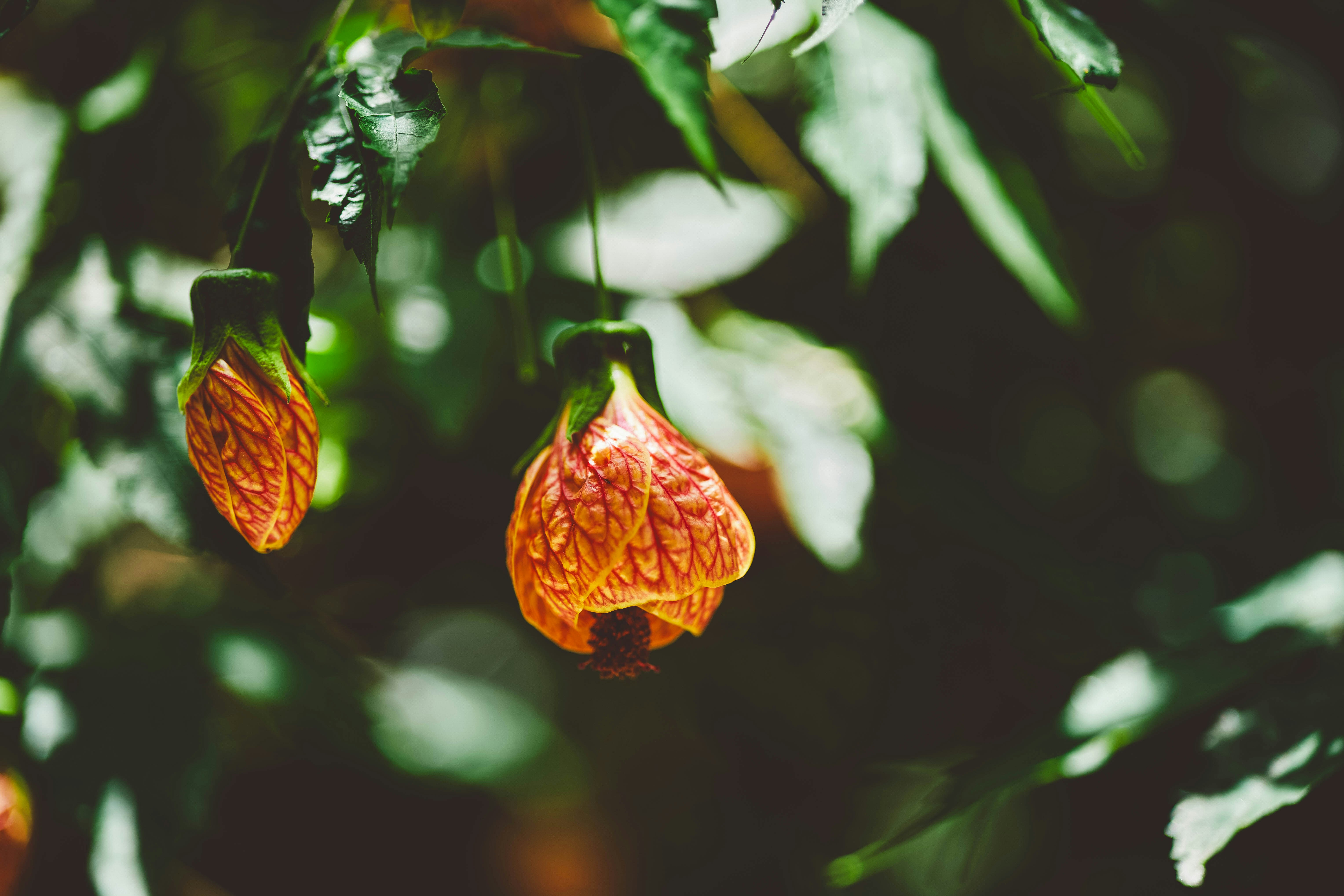 Orange lantern blooms in soft-focus greenery