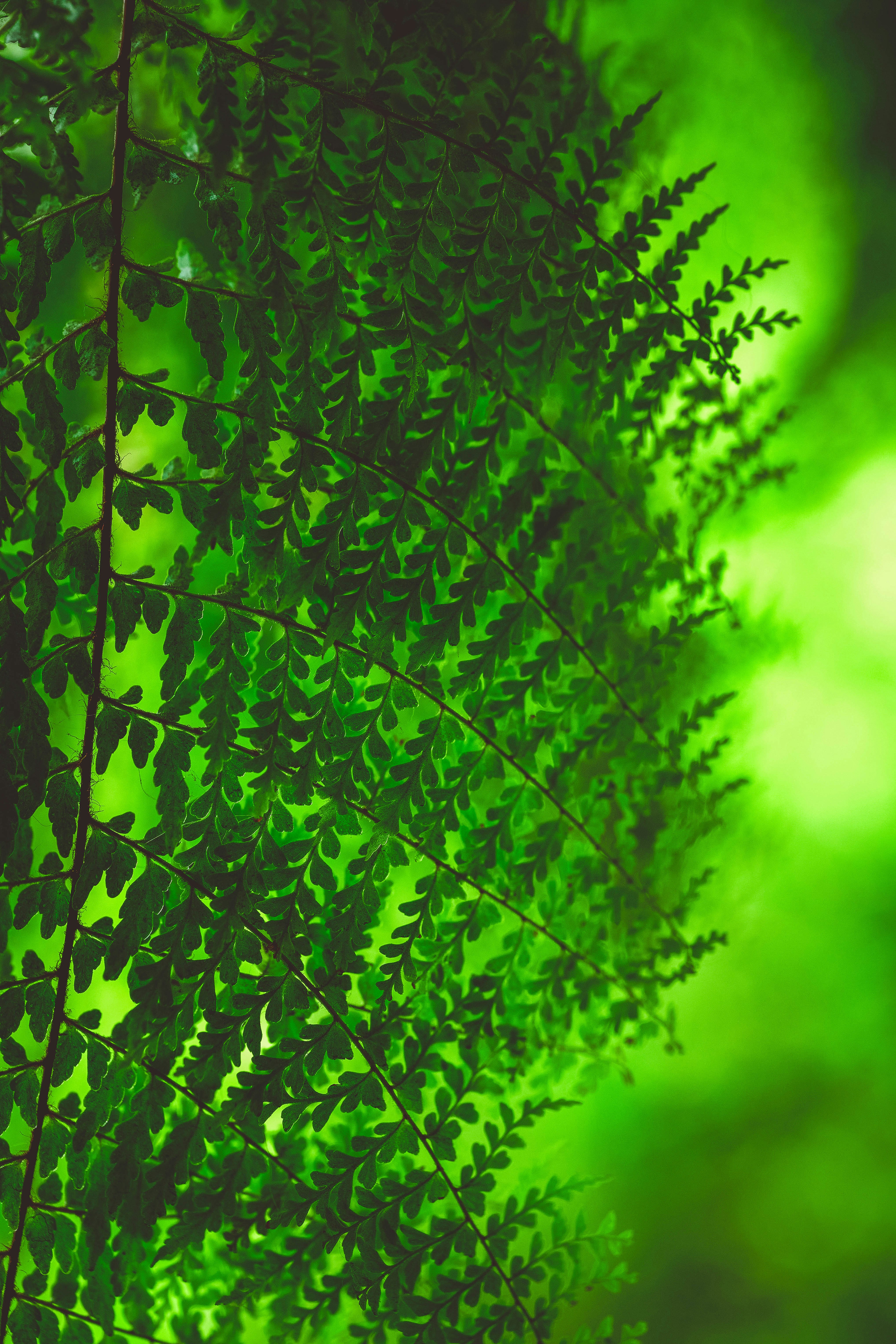 Emerald Veil: Fronds Fanning Across a Lush Green Wall