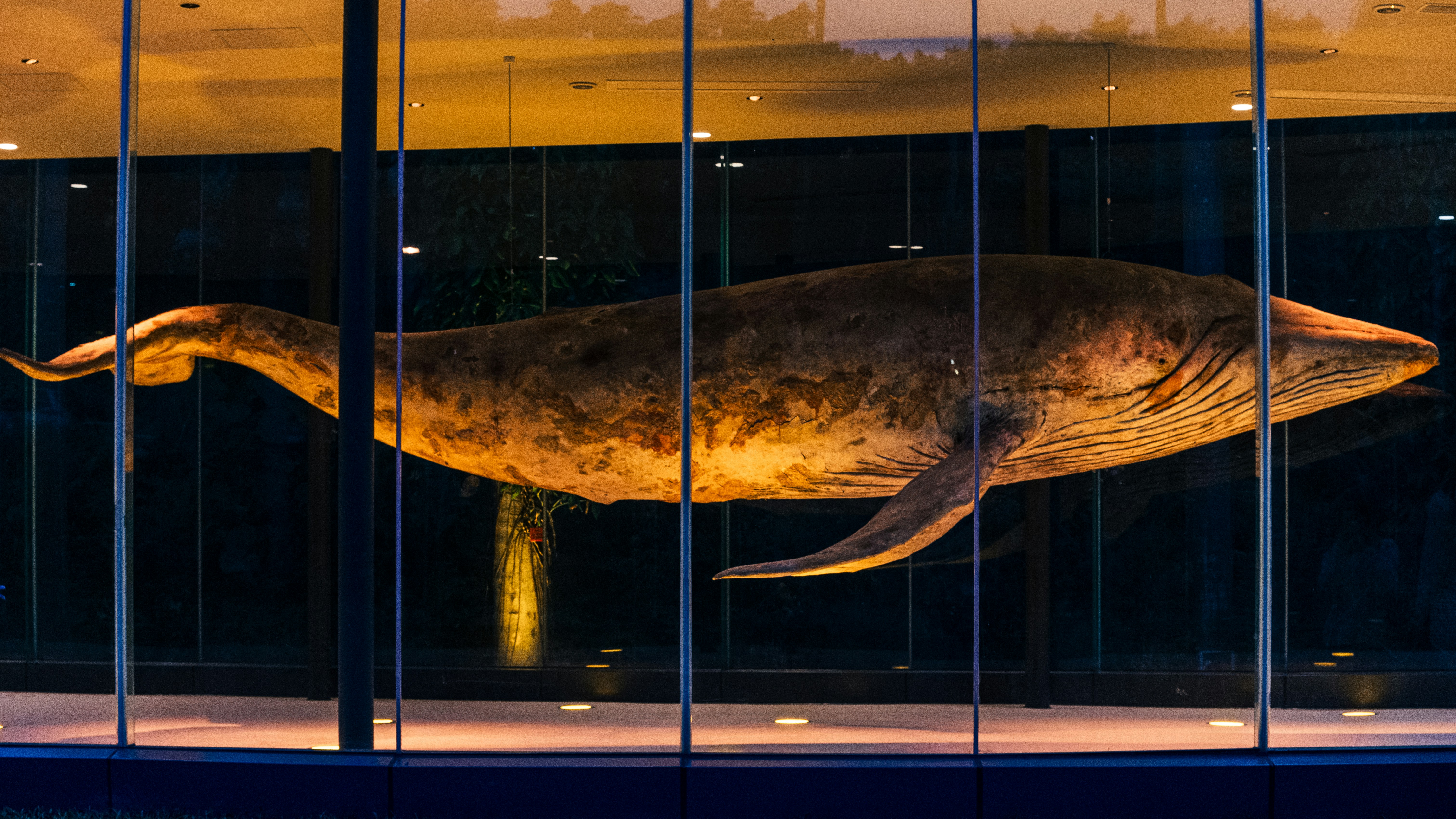A large whale model displayed in a museum. photo – Free Marine life ...